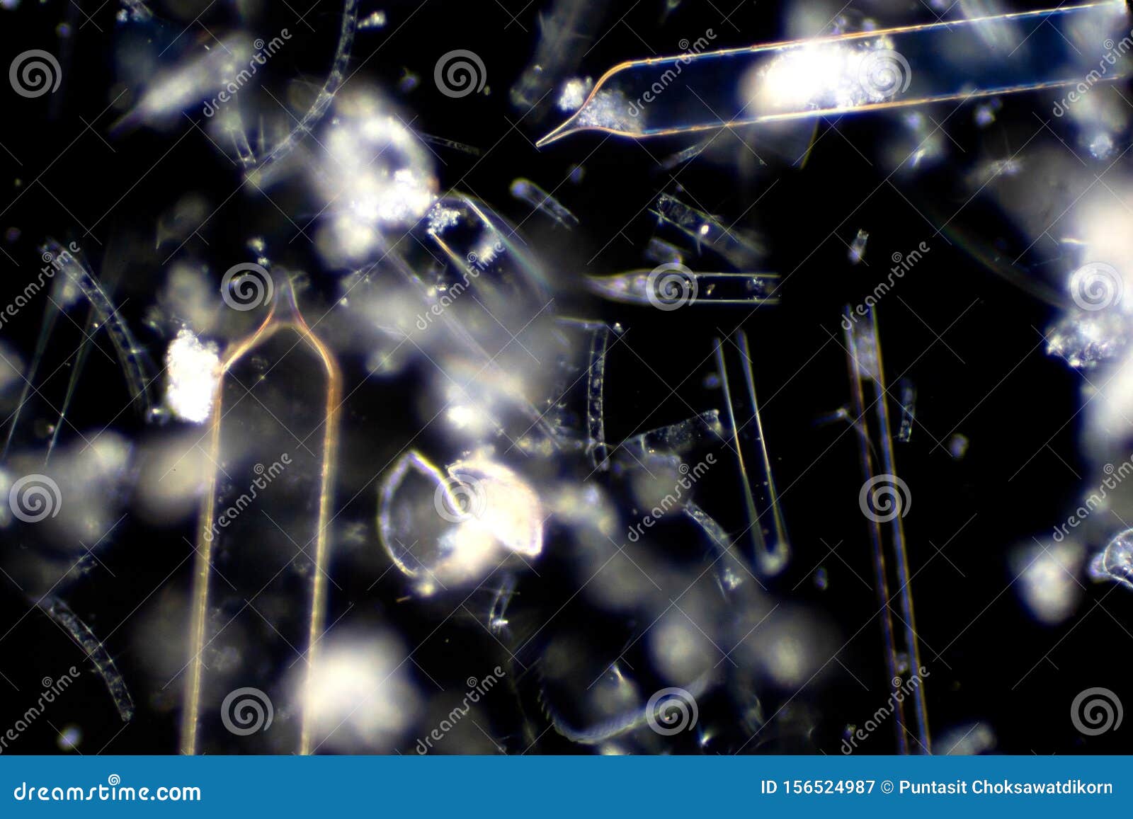 Marine Aquatic Plankton Diatoms Under Microscope View Stock Image ...