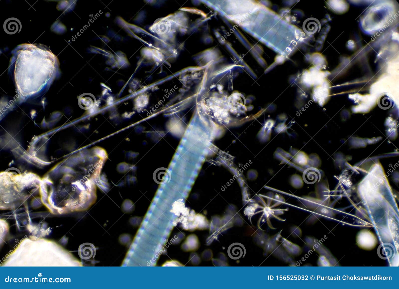 Marine Aquatic Plankton Diatoms Under Microscope View Stock Photo ...