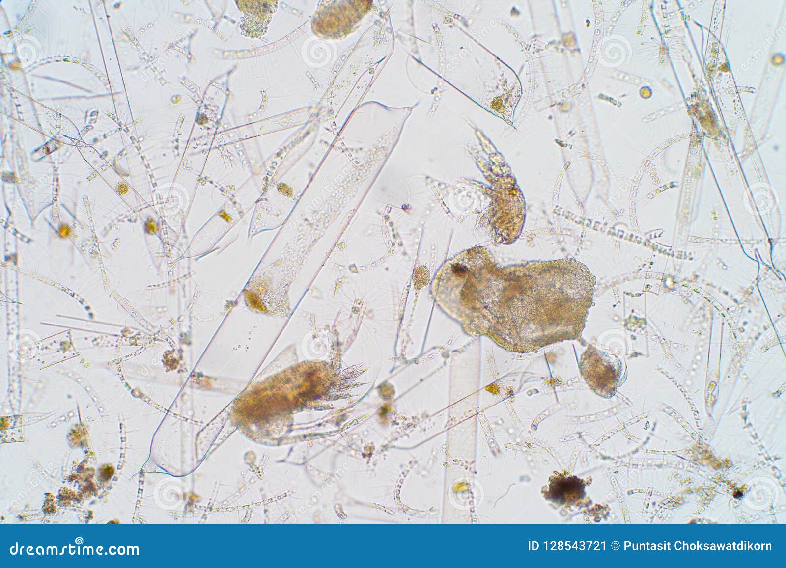 Marine Aquatic Plankton Under Microscope View Stock Image - Image of ...