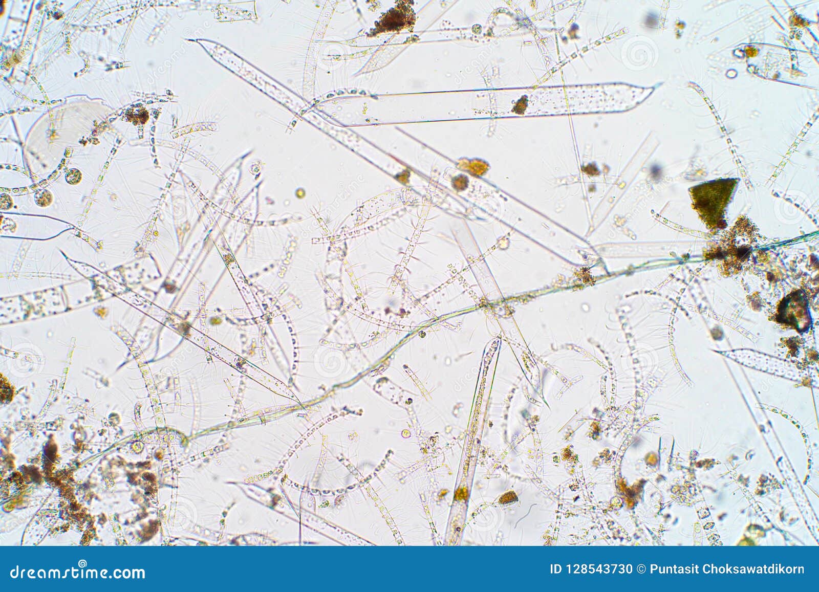 Marine Aquatic Plankton Under Microscope View Stock Photo - Image of ...