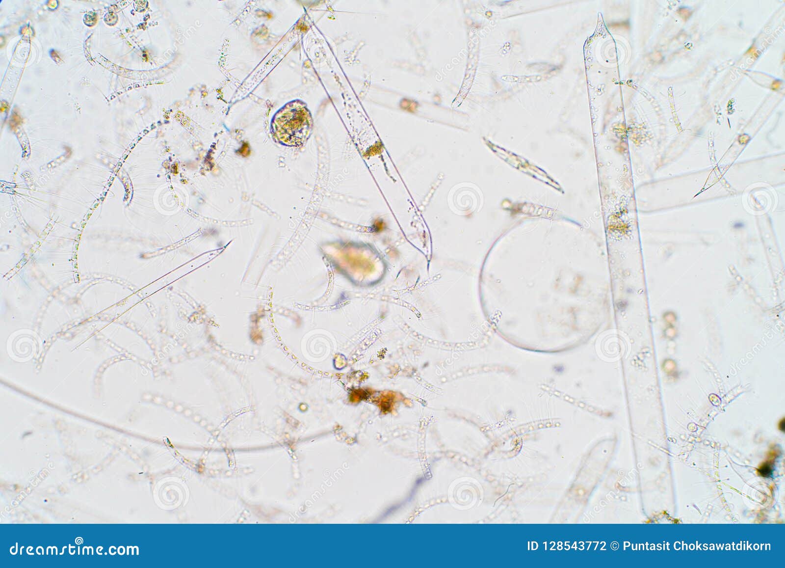 Marine Aquatic Plankton Under Microscope View Stock Photo - Image of ...