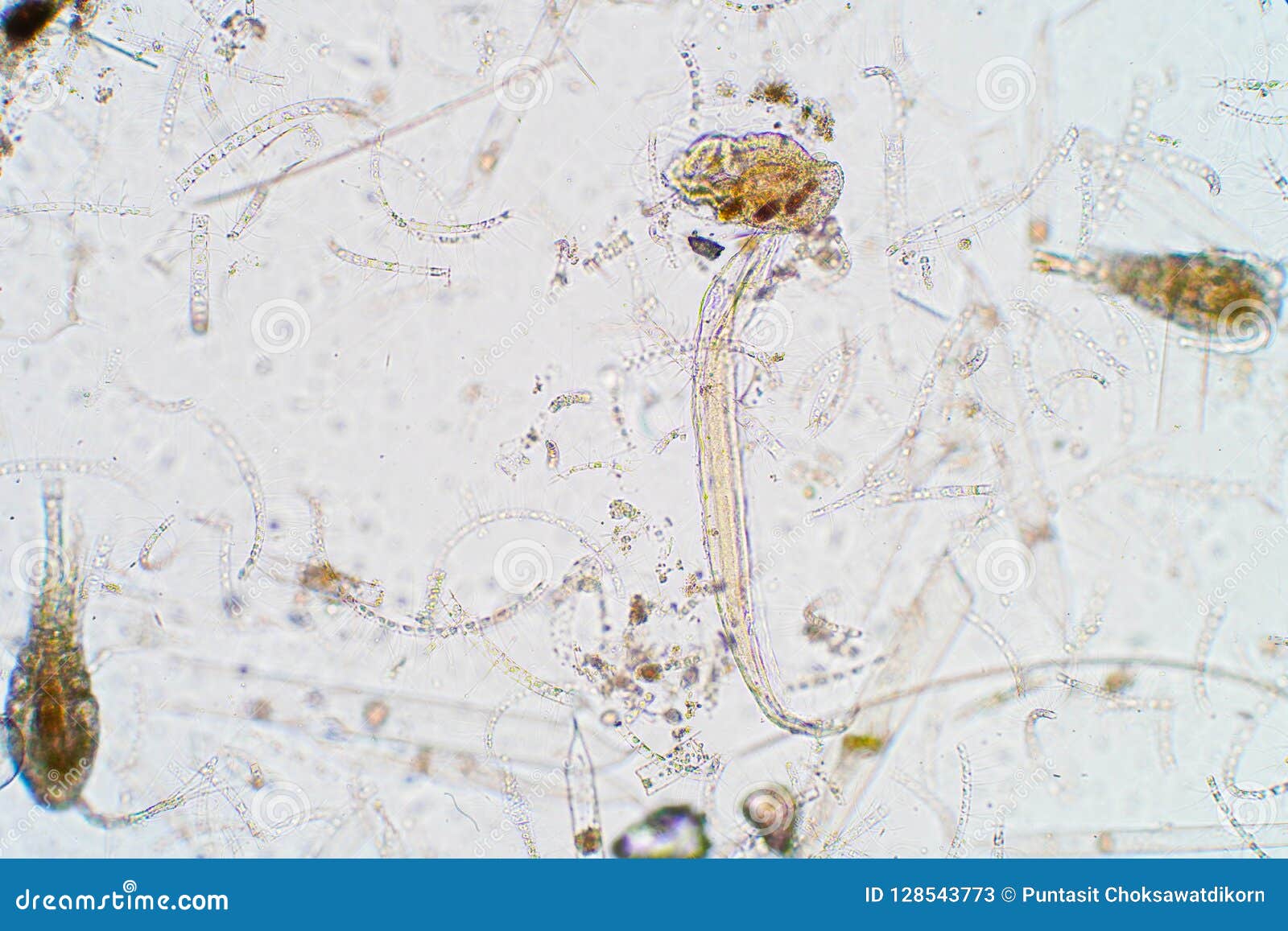 Marine Aquatic Plankton Under Microscope View Stock Image - Image of ...