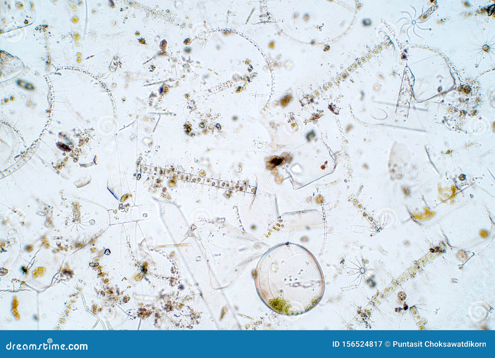 Marine Aquatic Plankton Under Microscope View Royalty-Free Stock Photo ...