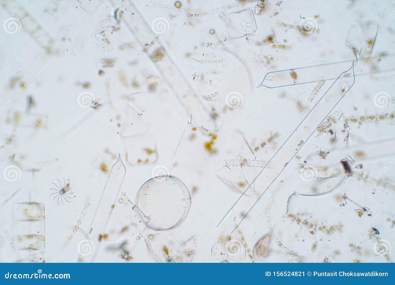 Marine Aquatic Plankton Under Microscope View Stock Image - Image of ...