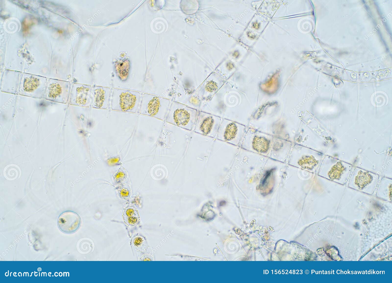 Marine Aquatic Plankton Under Microscope View Stock Image - Image of ...