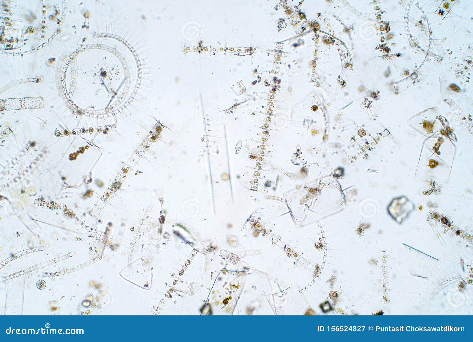 Marine Aquatic Plankton Under Microscope View Stock Image - Image of ...