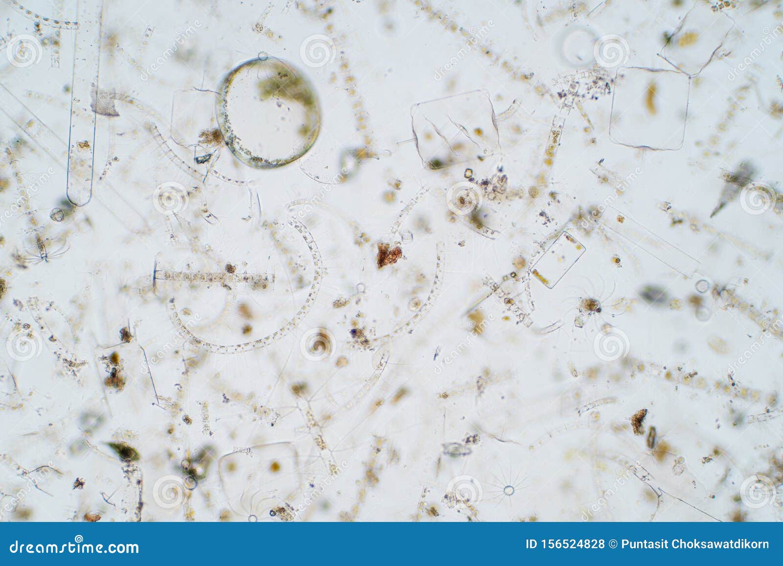 Marine Aquatic Plankton Under Microscope View Stock Photo - Image of ...