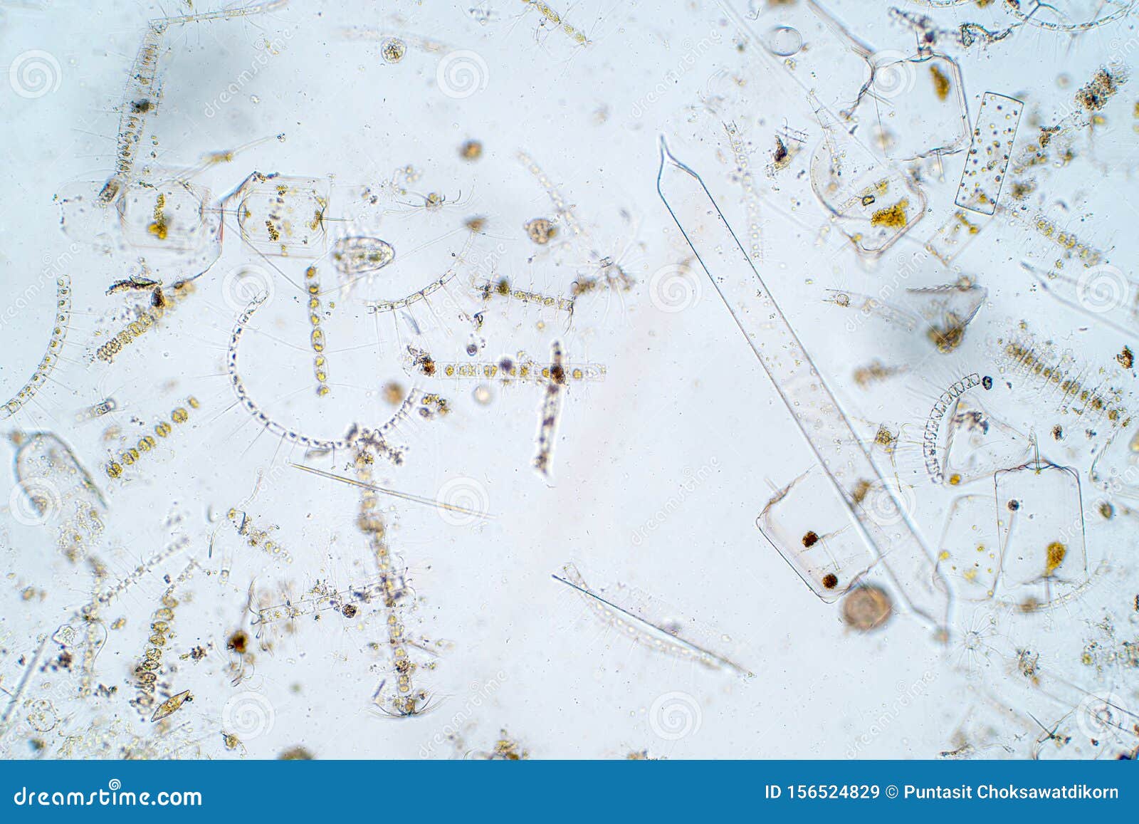 Marine Aquatic Plankton Under Microscope View Stock Image - Image of ...