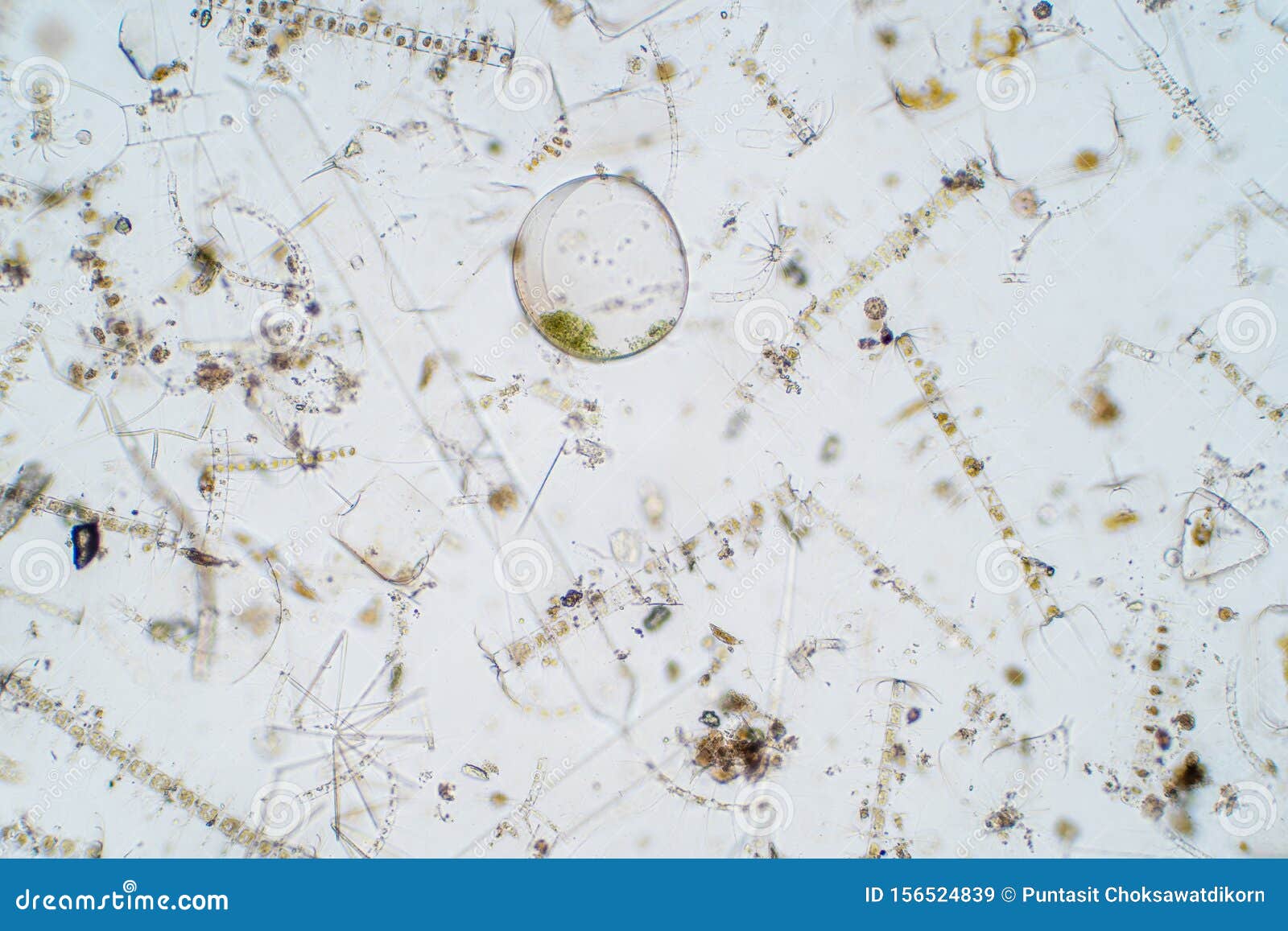 Marine Aquatic Plankton Under Microscope View Stock Image - Image of ...