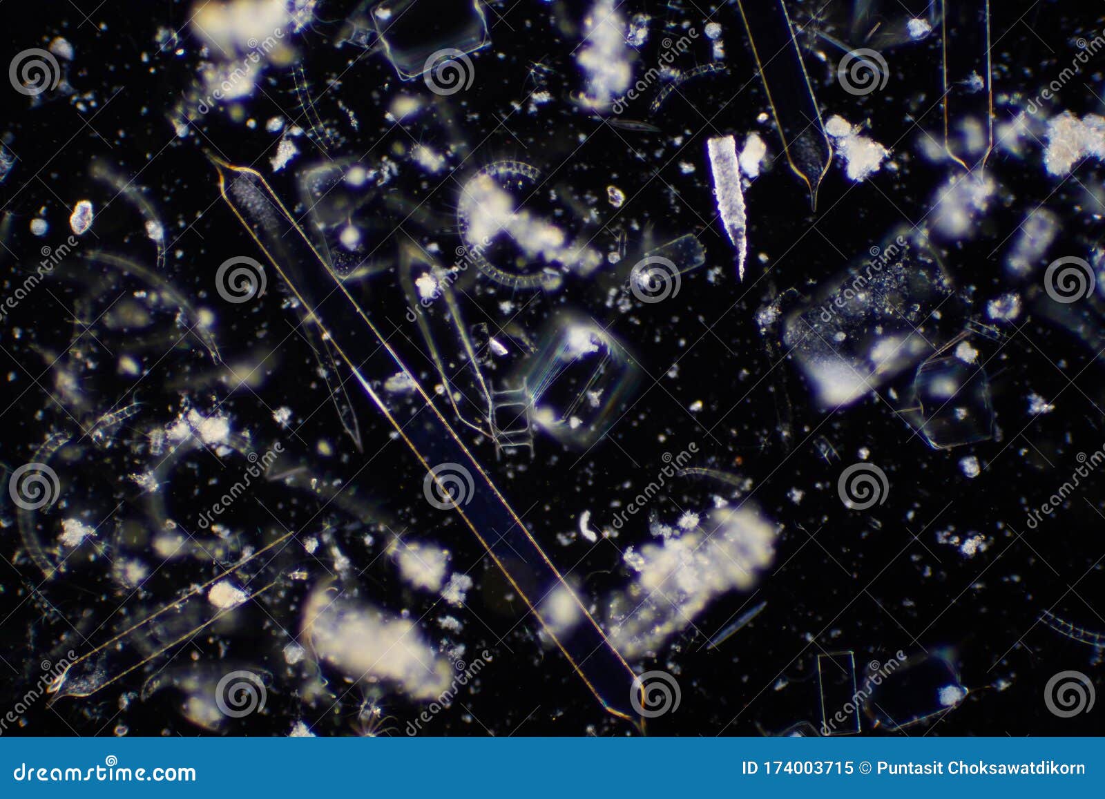 Marine Aquatic Plankton Under Microscope View Stock Image - Image of ...
