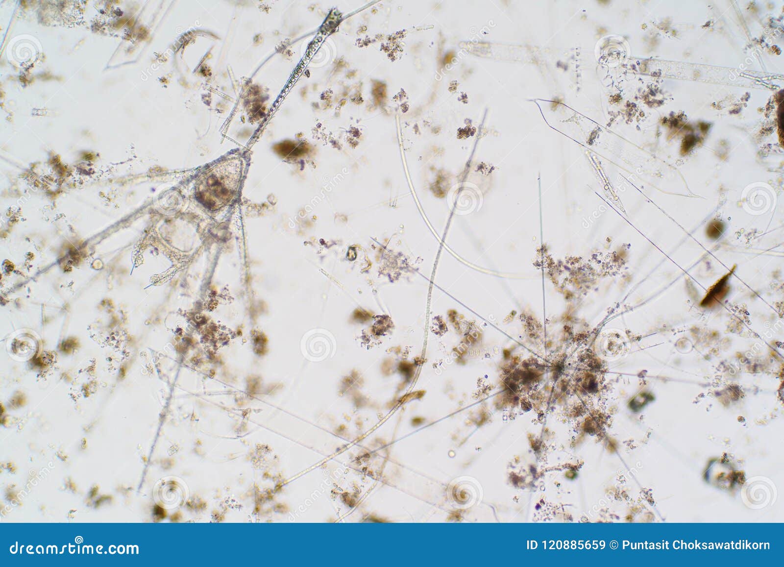Marine Aquatic Plankton Under the Microscope View Stock Image - Image ...