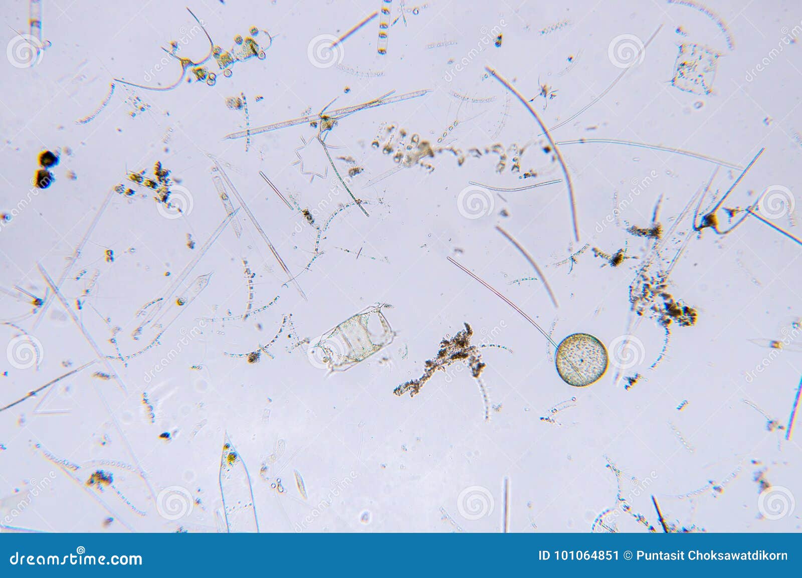 Marine Aquatic Plankton Under Microscope View Stock Image - Image of ...