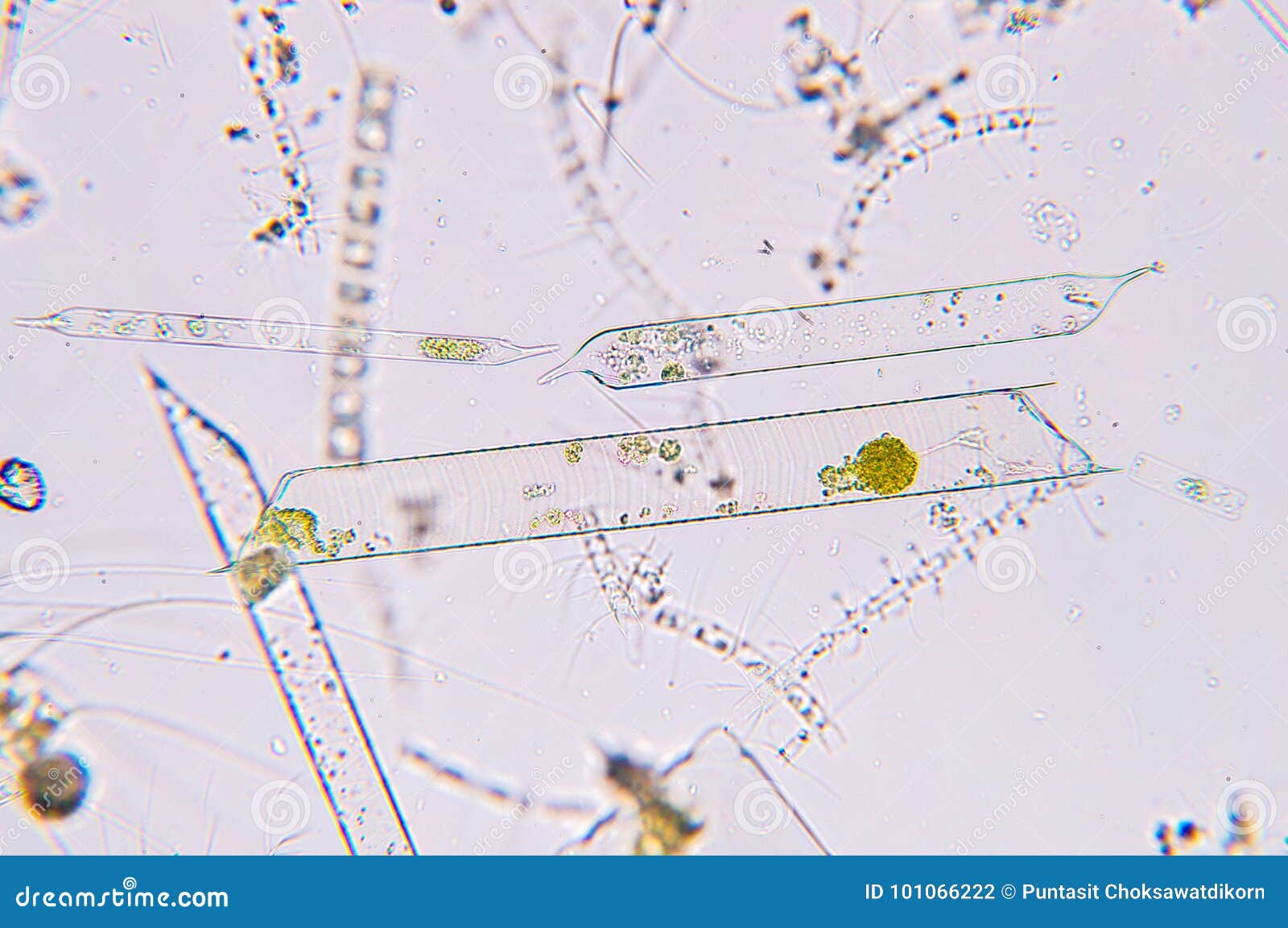 Marine Aquatic Plankton Under Microscope View Stock Photo - Image of ...