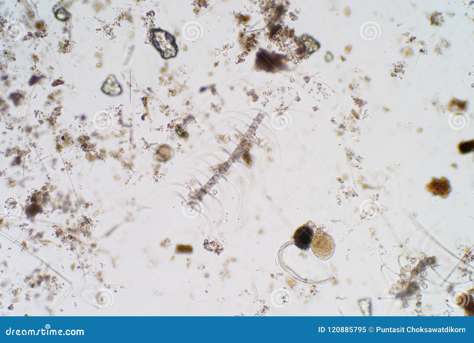 Marine Aquatic Plankton Under the Microscope View. Stock Image - Image ...