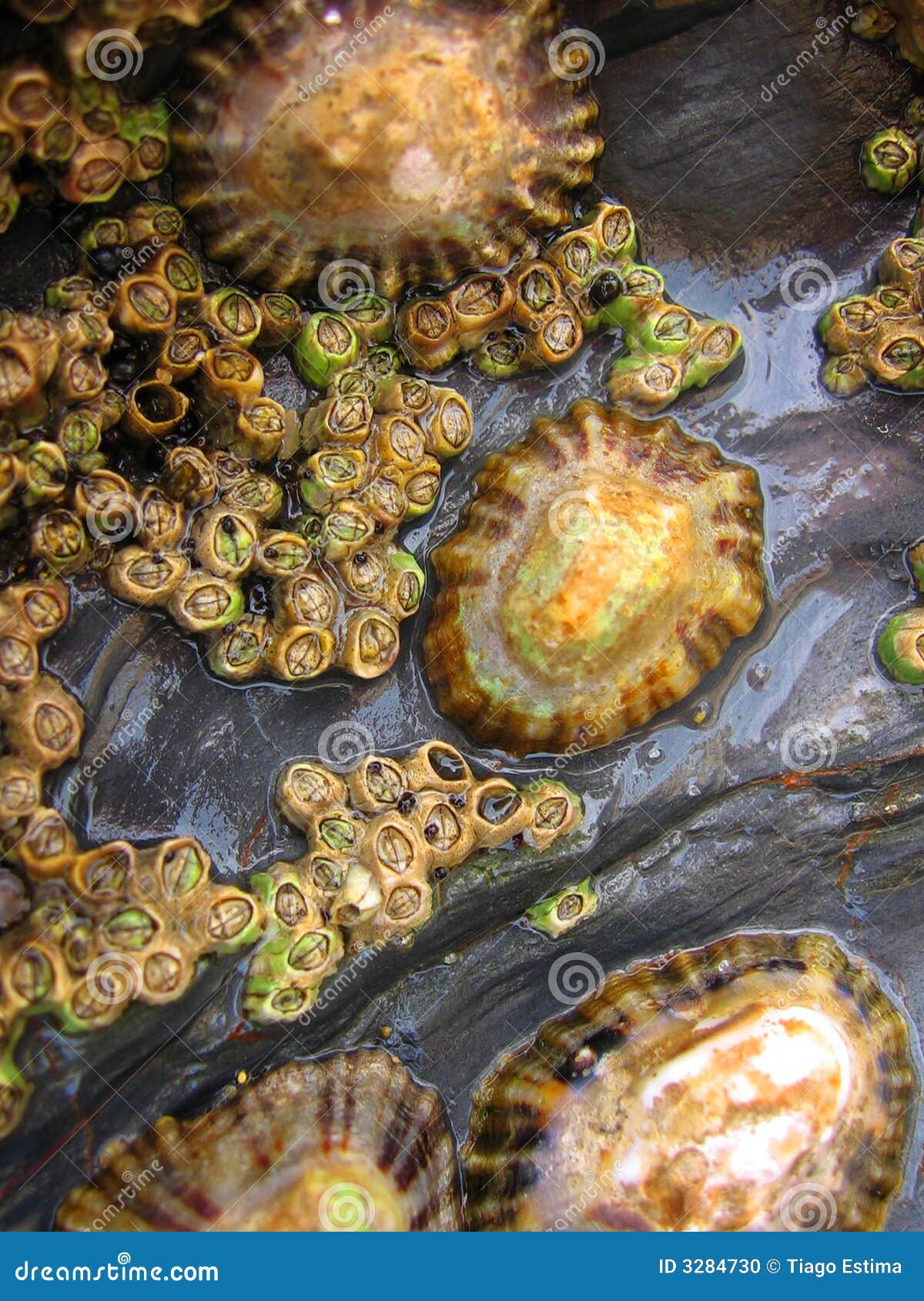 257 Seashell Limpet Stock Photos - Free & Royalty-Free Stock Photos ...