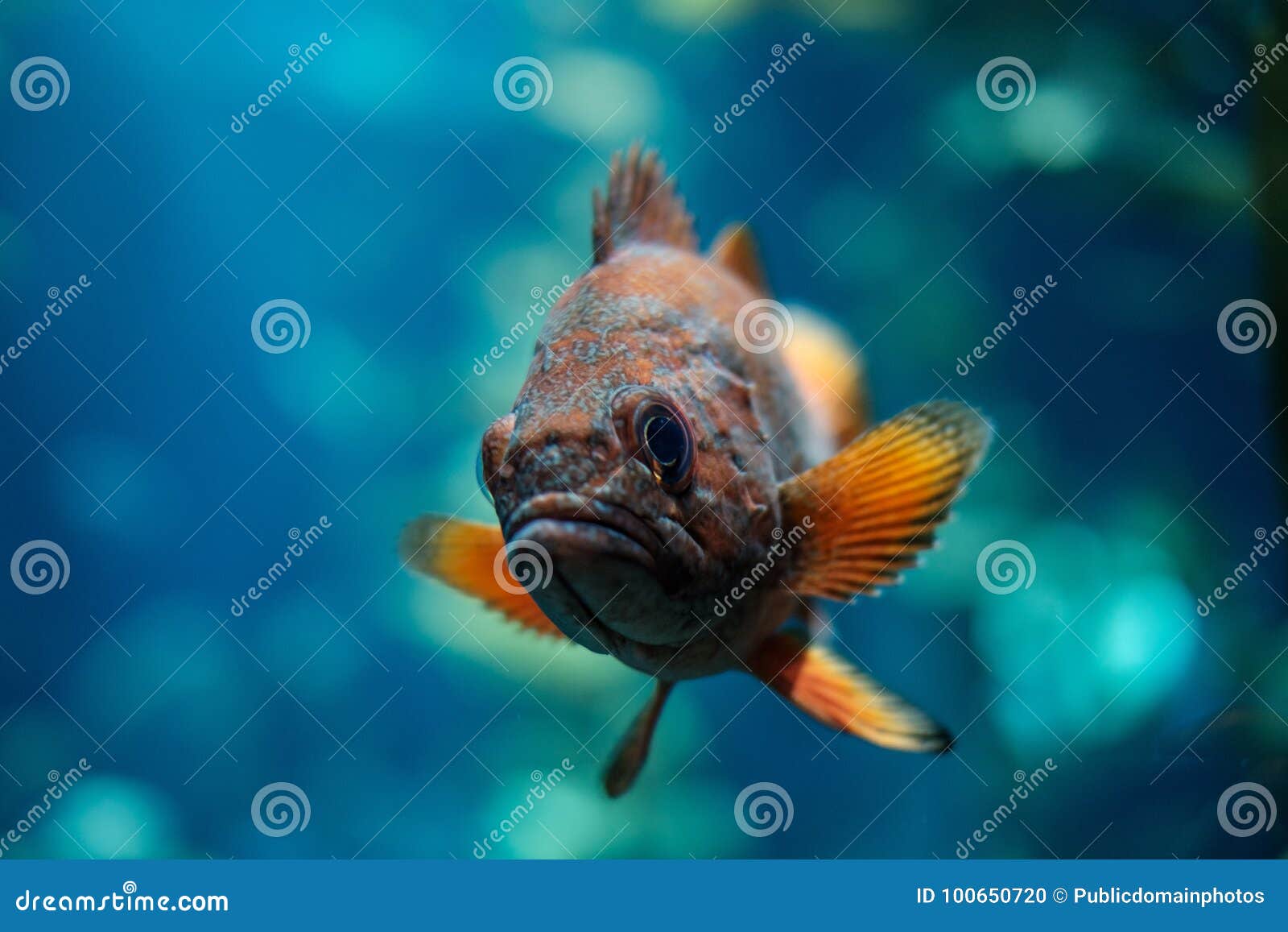 Marine Biology, Fish, Underwater, Organism Picture. Image: 100650720