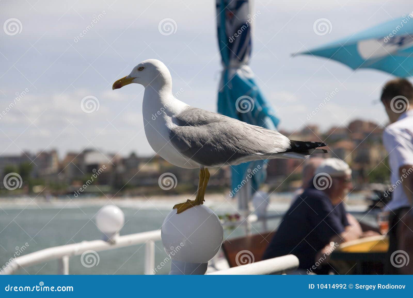 Marine Bird Watching in the Sea Stock Photo - Image of travel, rocks ...