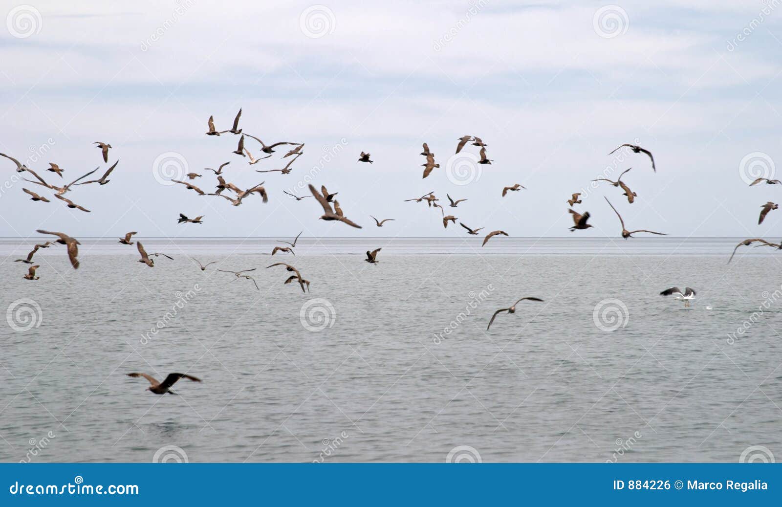 Marine birds stock photo. Image of sanctuary, muleg, wildlife - 884226