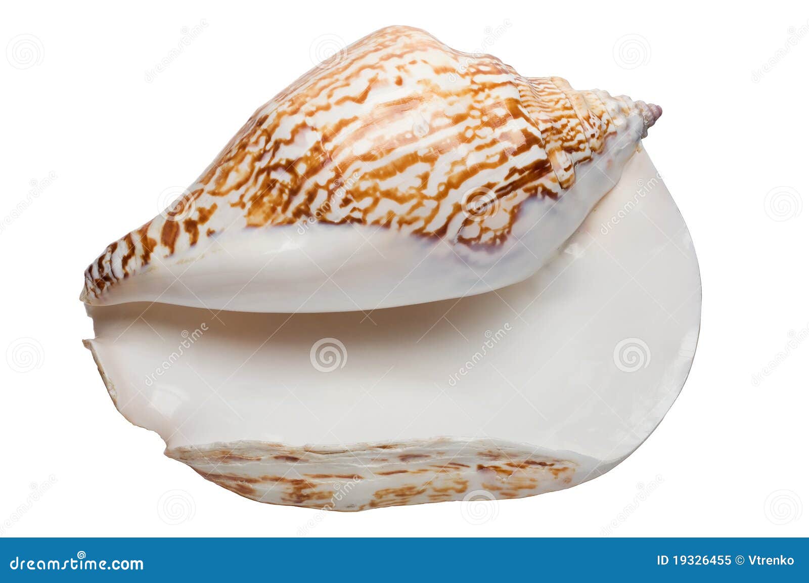Marine cockleshell stock image. Image of cockleshell - 19326455