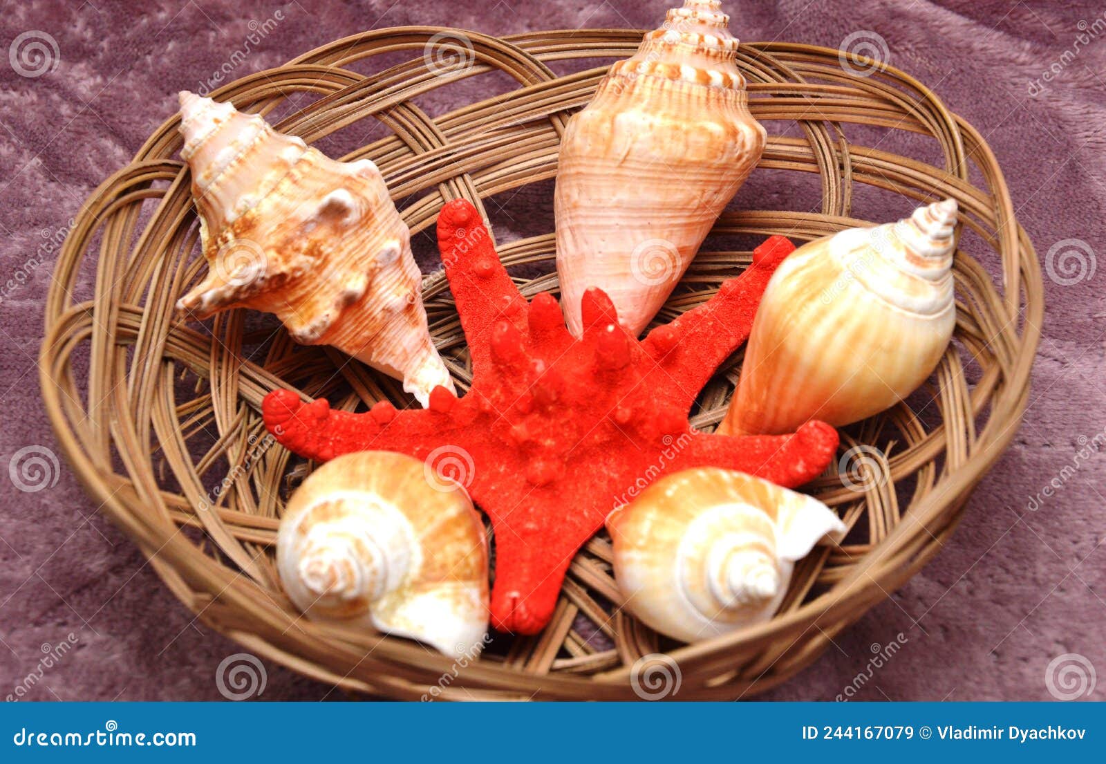 Shells and starfish stock image. Image of animal, exotic - 244167079