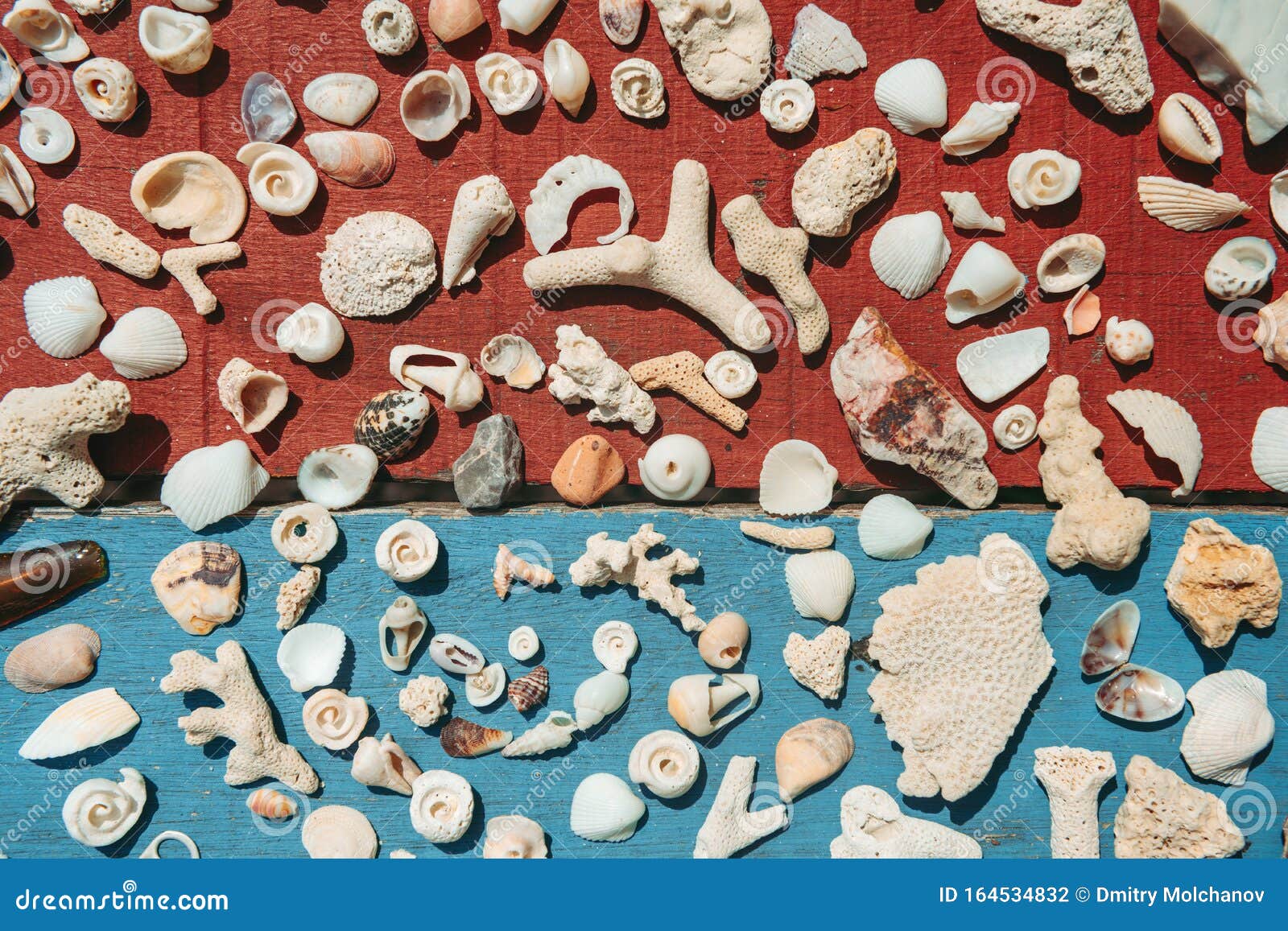 Marine Composition with Sea Shells Stock Photo - Image of background ...