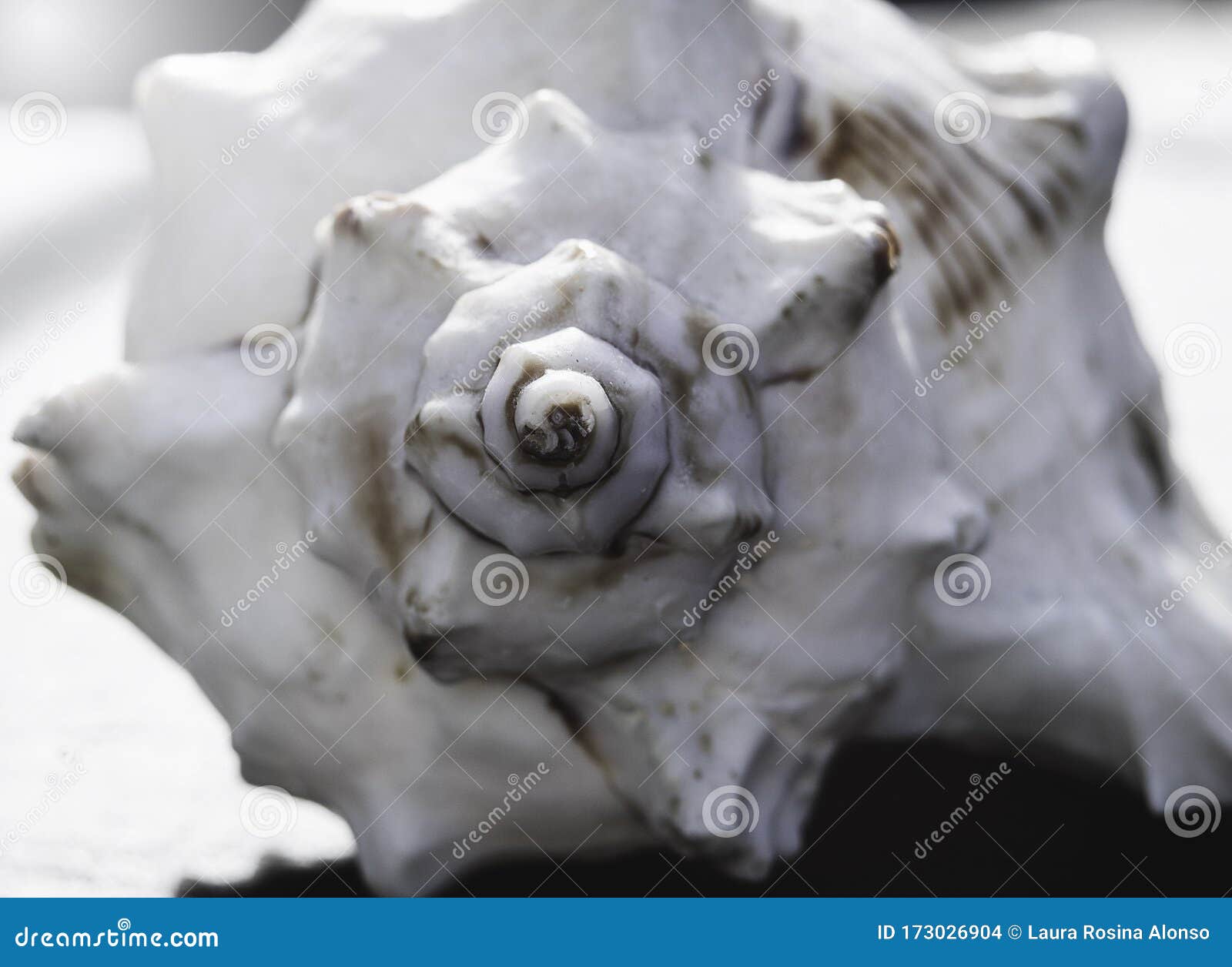 Macro of a Sea Shell Profile View Stock Photo - Image of seafood ...