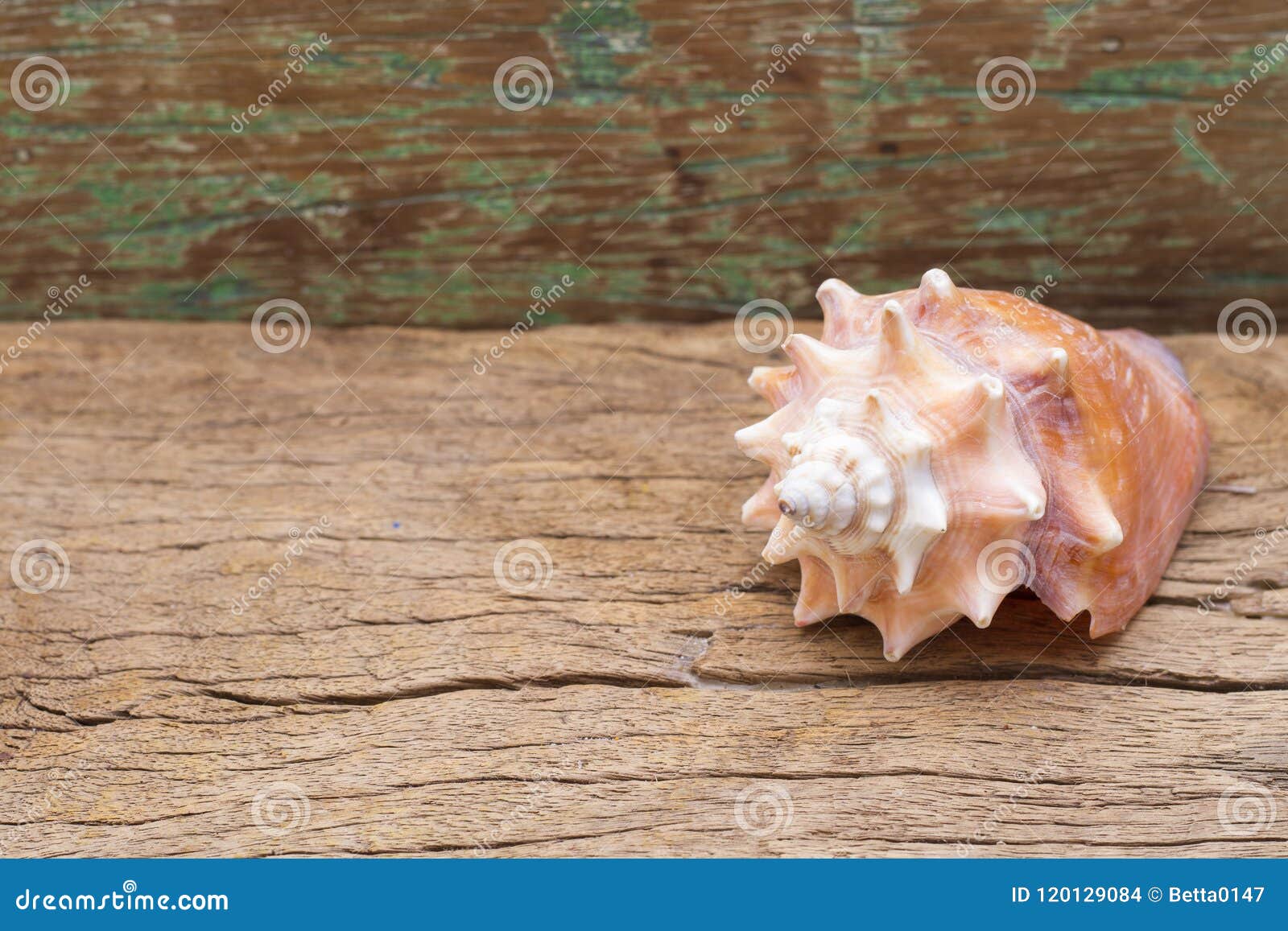 Marine Conch Shell on the Table Stock Photo - Image of beauty, conch ...