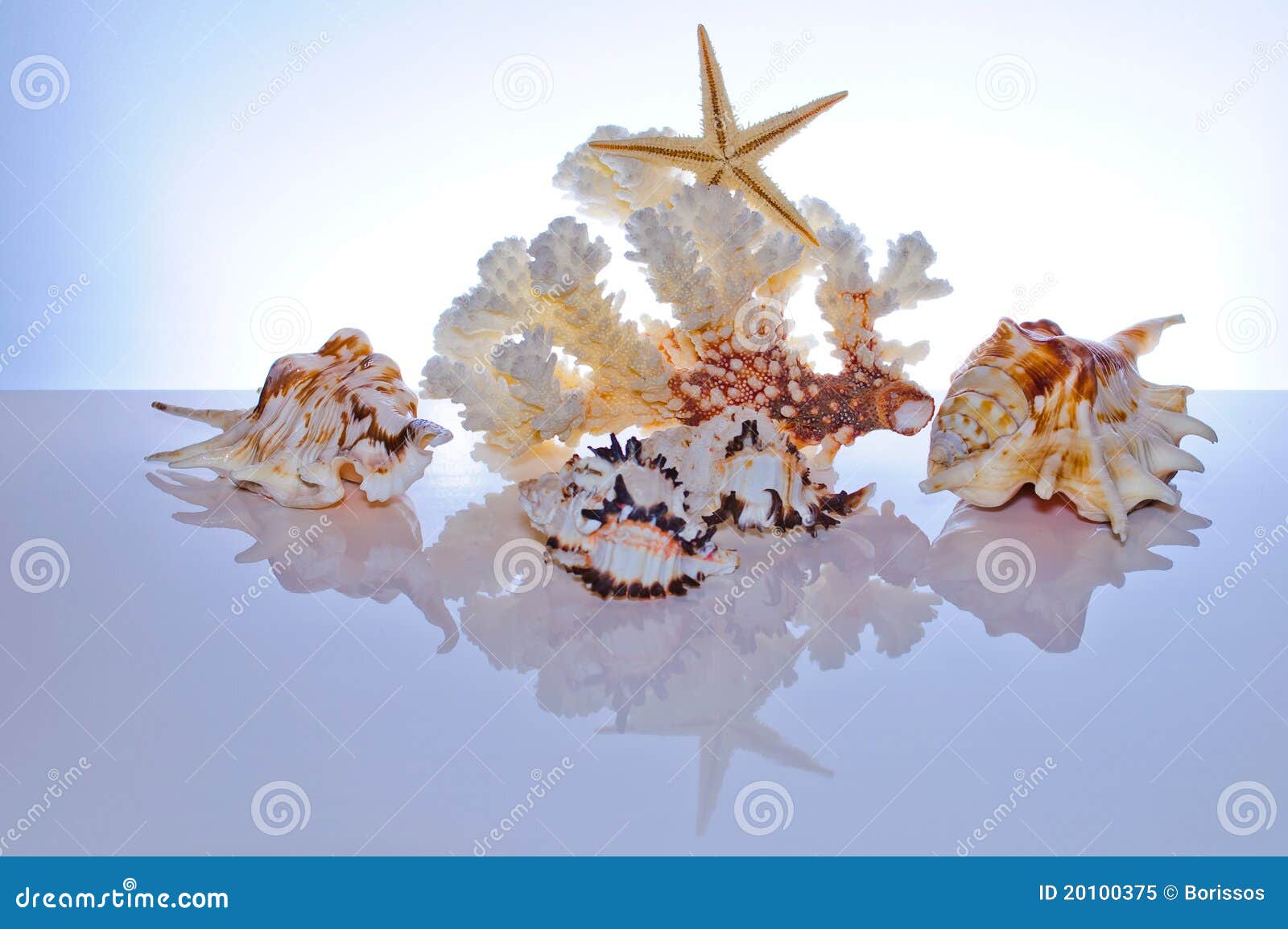 Marine coral and shells stock image. Image of prehistoric - 20100375