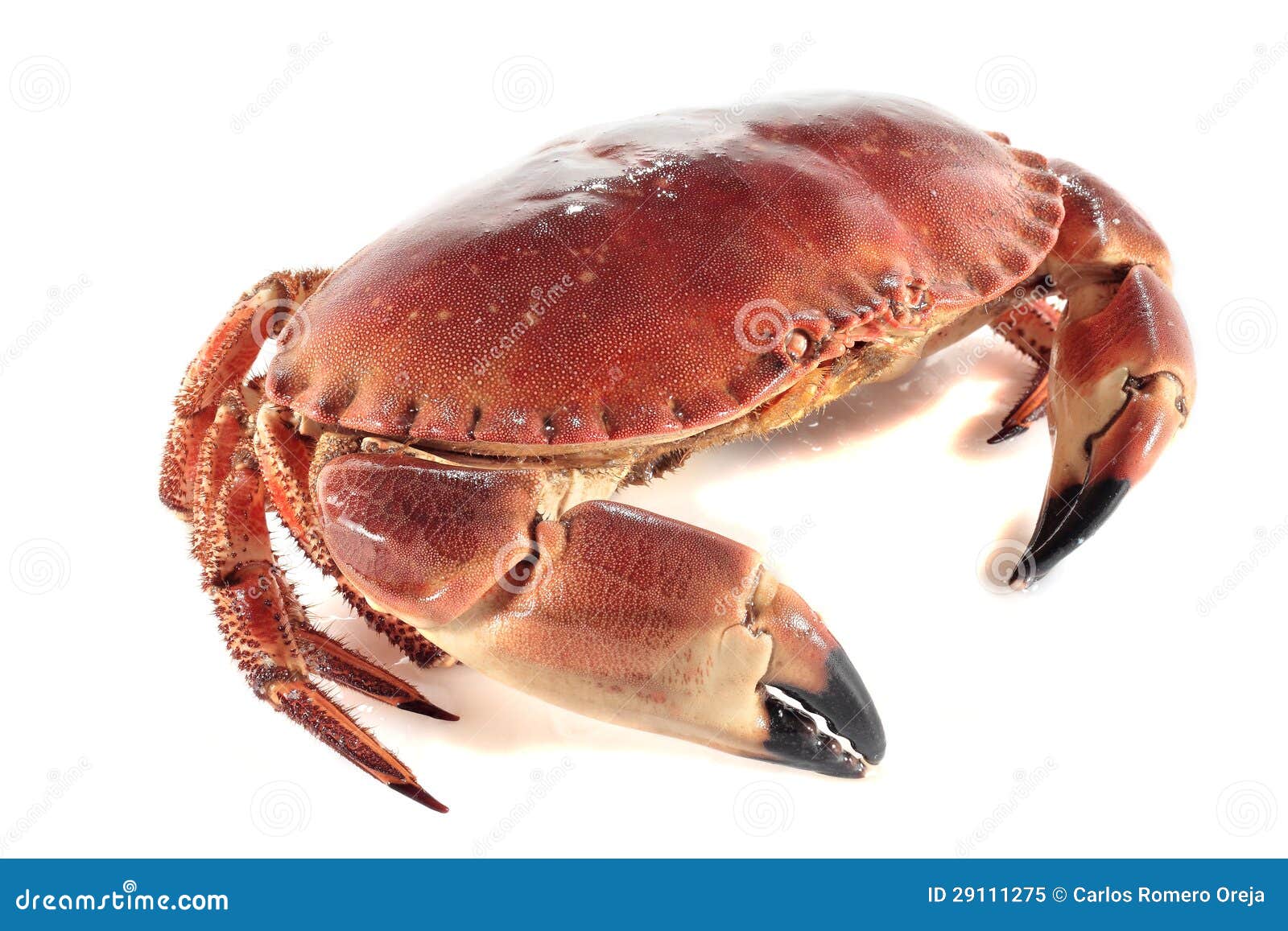 Marine crab stock image. Image of animal, white, boiled - 29111275