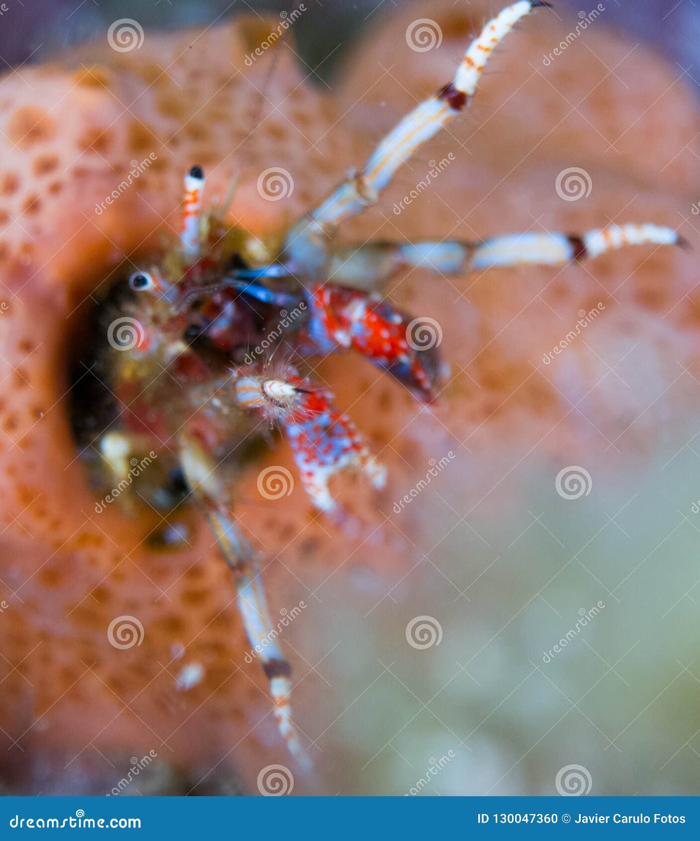 Marine crab with macro stock photo. Image of healthy - 130047360