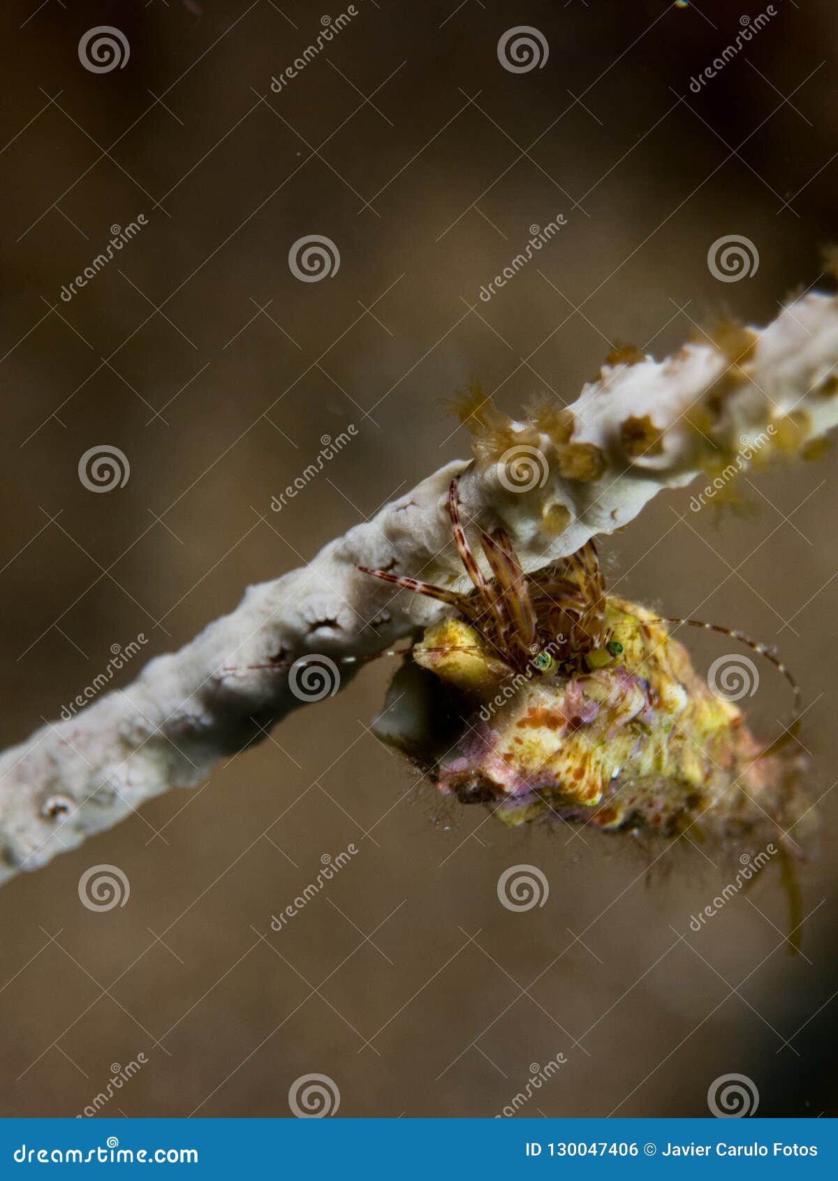 Marine crab with macro stock photo. Image of ladybug - 130047406