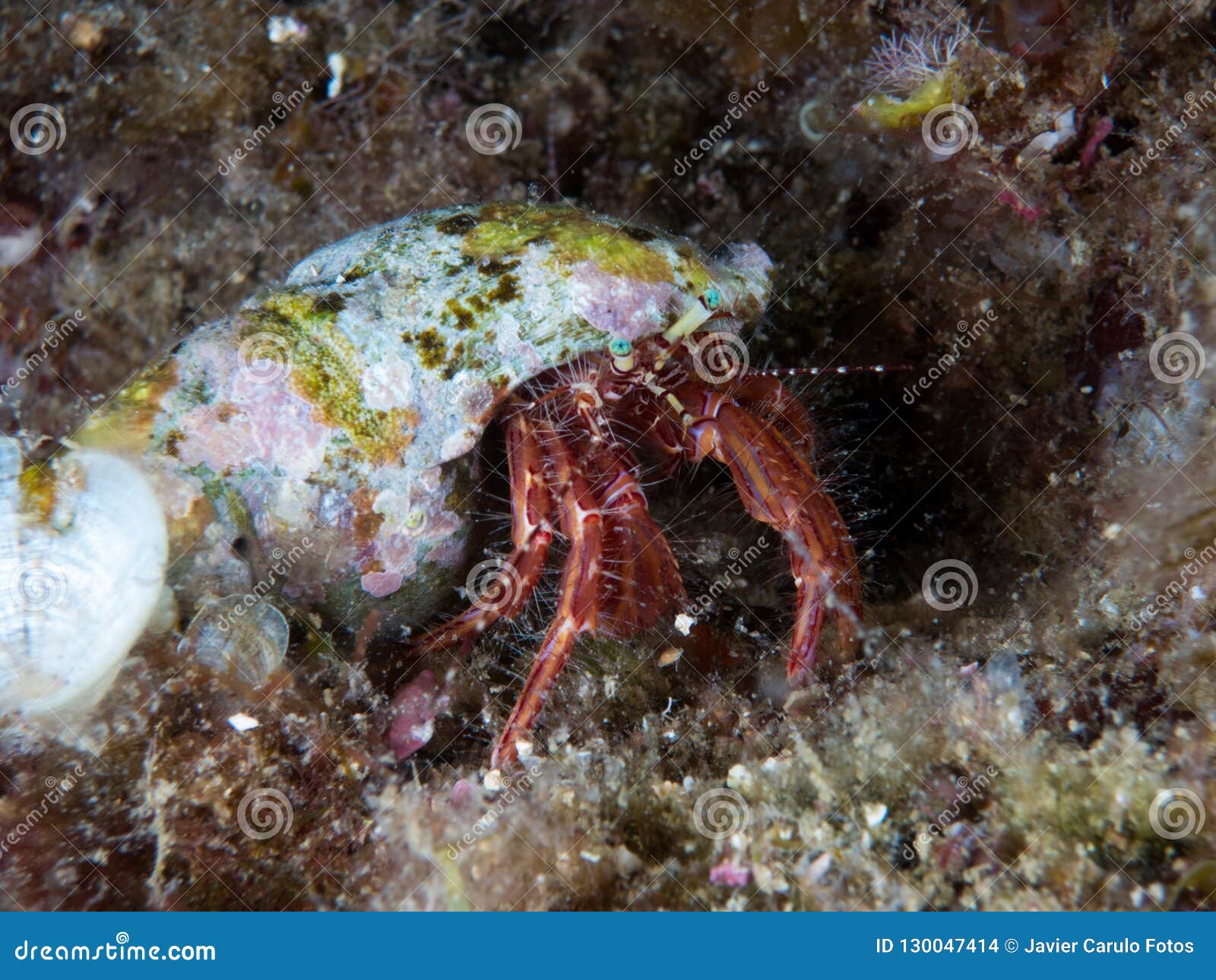 Marine crab with macro stock photo. Image of color, lady - 130047414