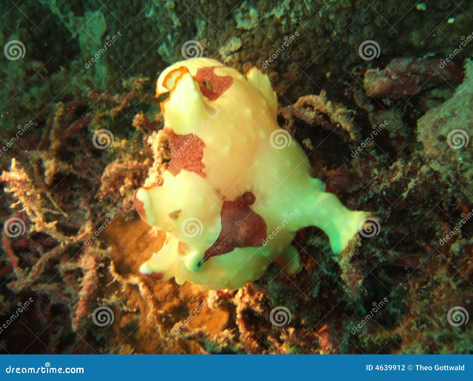 Marine Creature on Coral Reef Stock Photo - Image of nature, unusual ...