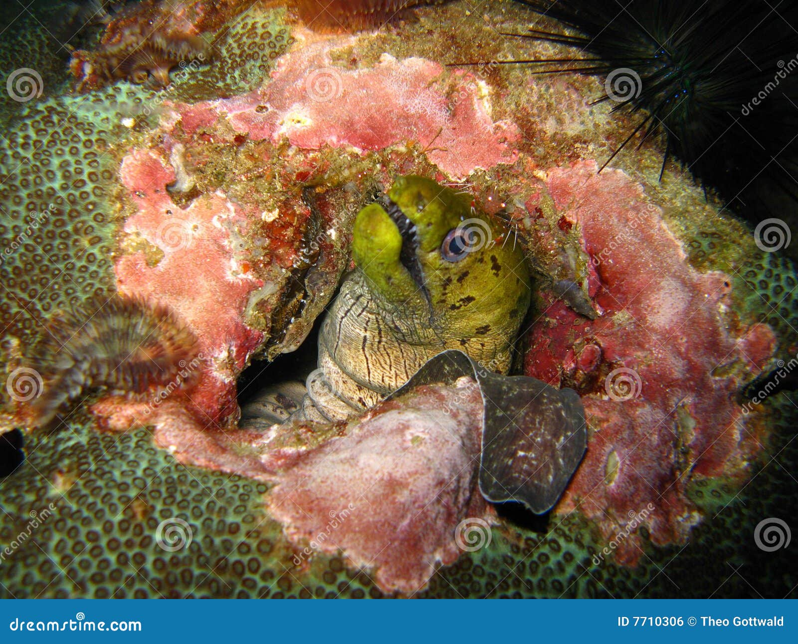 Marine Creature in Coral Reef Stock Photo - Image of looking, undersea ...