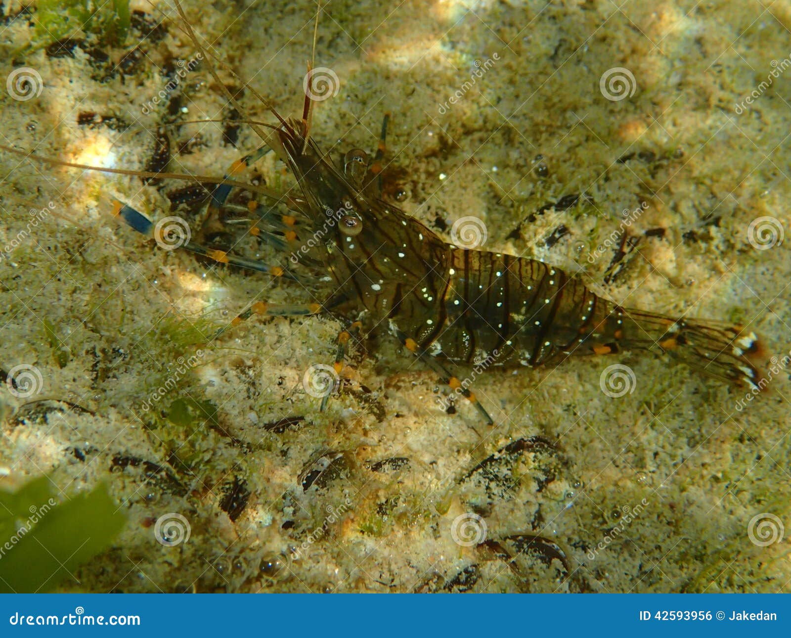26,292 Marine Crustacean Photos - Free & Royalty-Free Stock Photos from ...