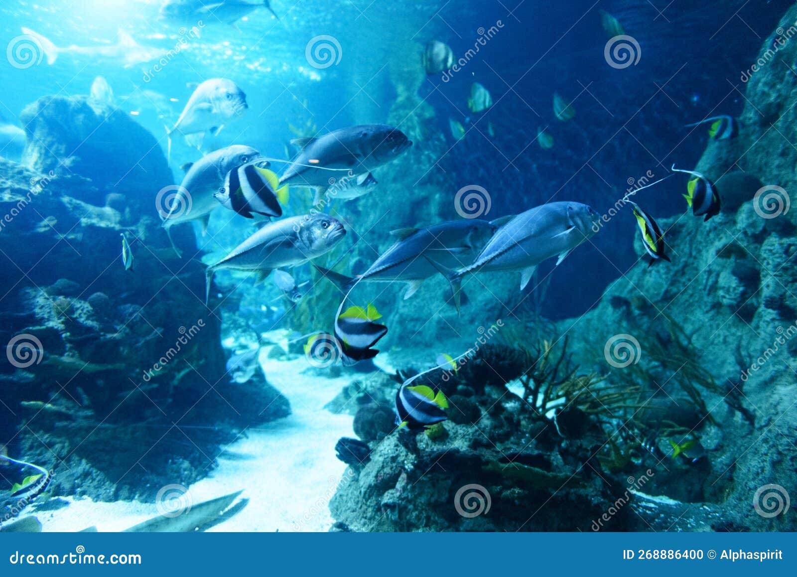 Marine Ecosystem with Tropical Fish and Reef in the Deep Sea Stock ...