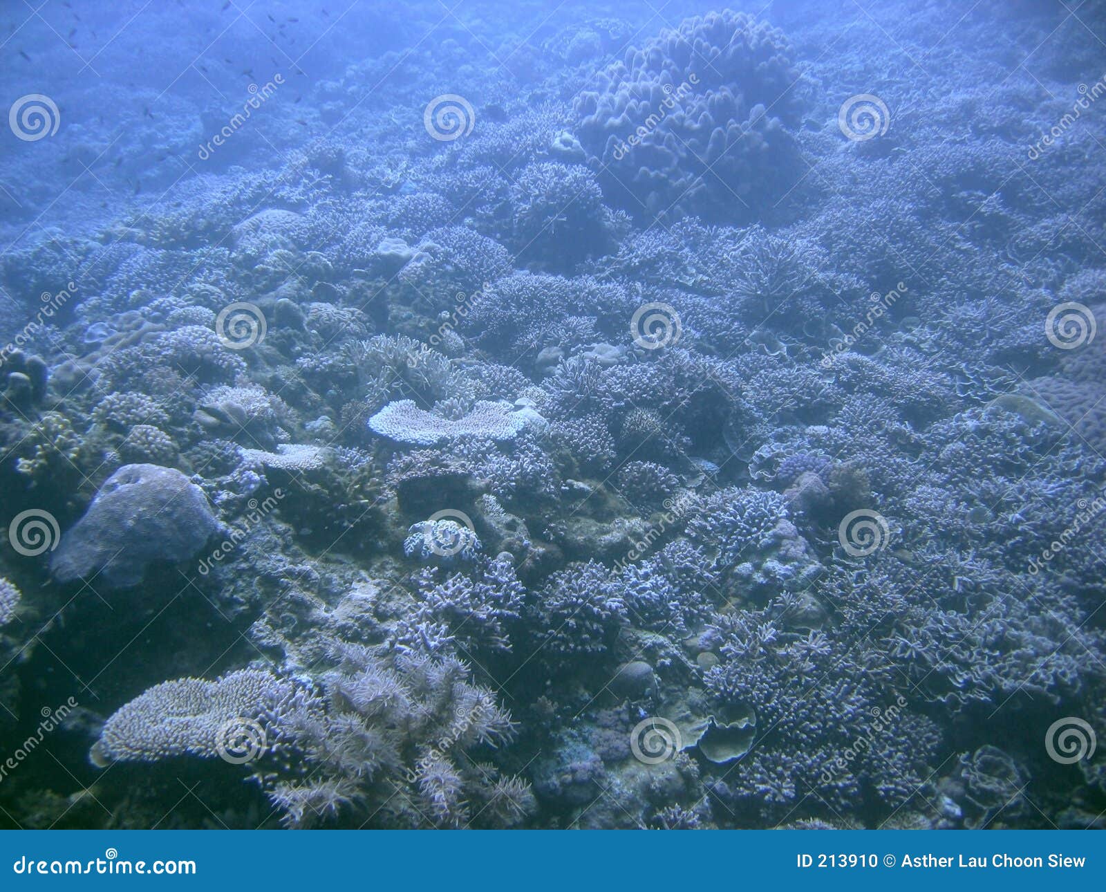 Marine Environment stock photo. Image of aquarium, coral - 213910
