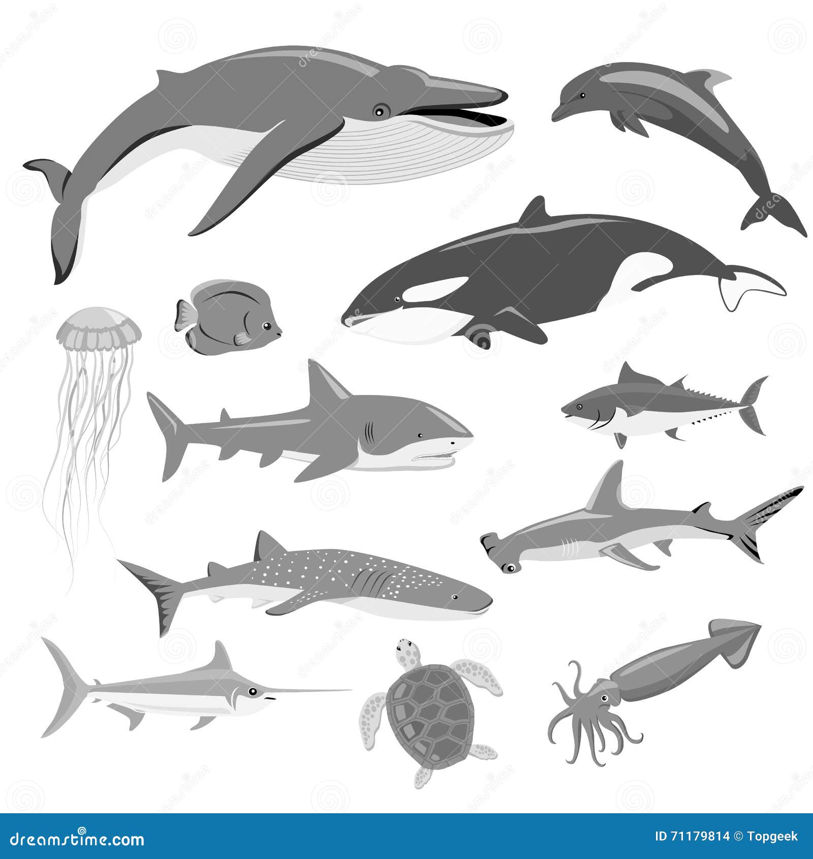 Marine Fauna Set Von Wassertieren Vektor Abbildung - Illustration von ...