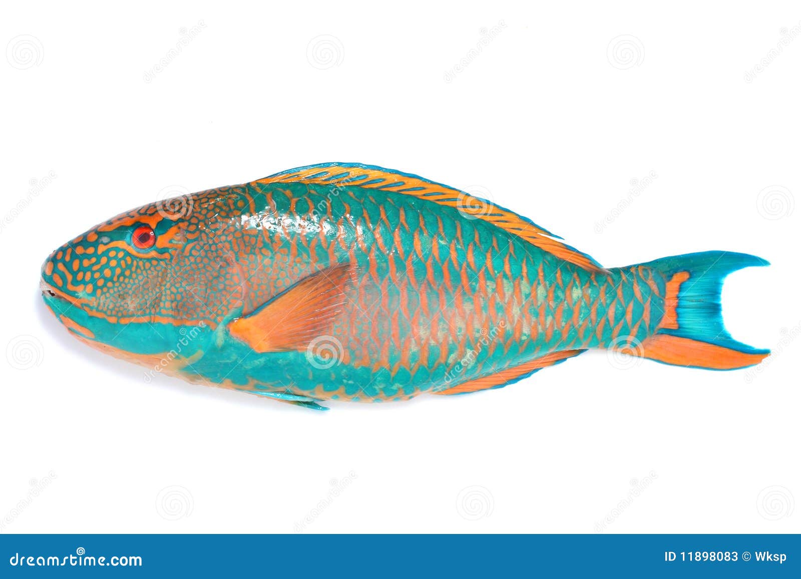 Marine fish stock image. Image of food, fish, fresh, fins - 11898083