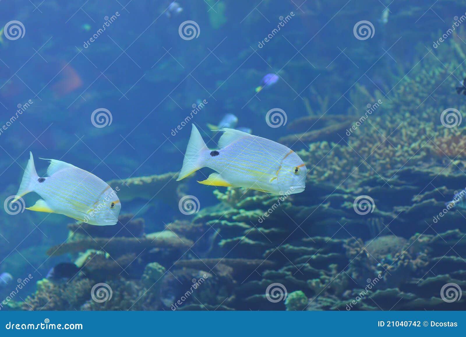 Marine fish stock photo. Image of ocean, swimming, tropical - 21040742
