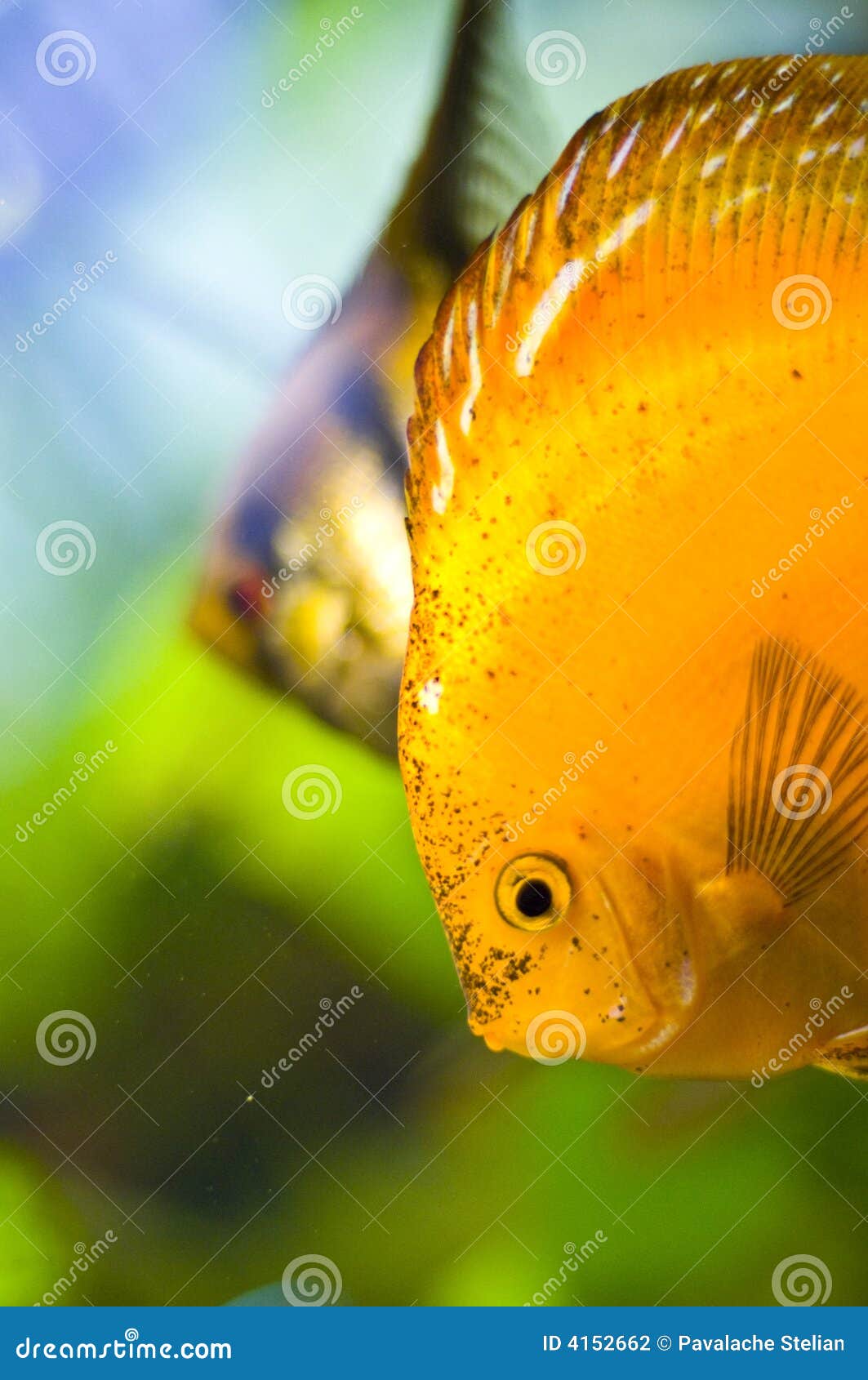 Marine fish stock photo. Image of tropical, fish, reef - 4152662