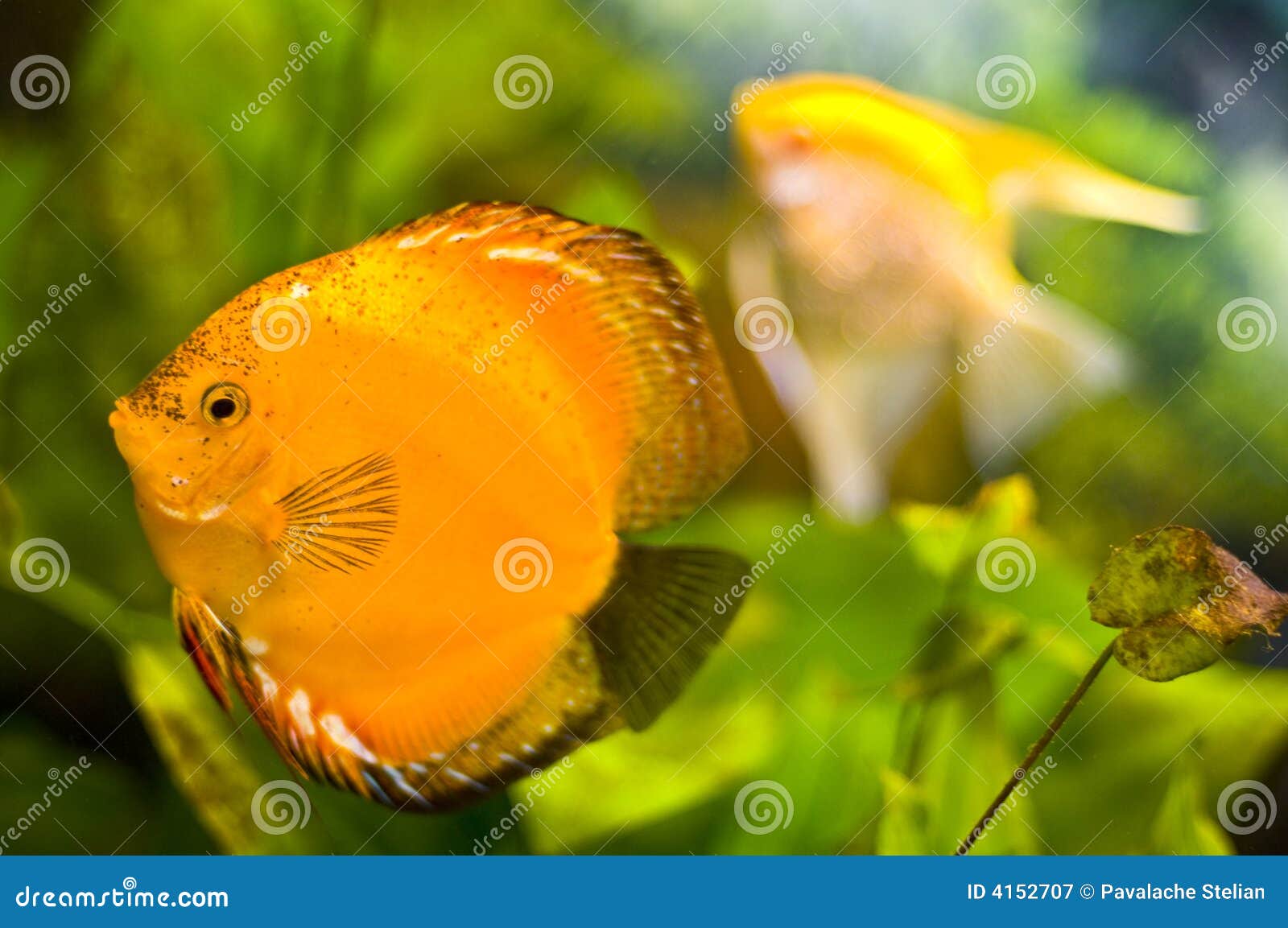 Marine fish stock image. Image of cheerful, colorful, aquarium - 4152707