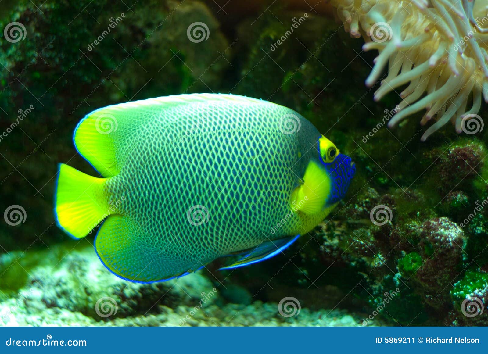 Marine Fish stock image. Image of water, reef, aquarium - 5869211