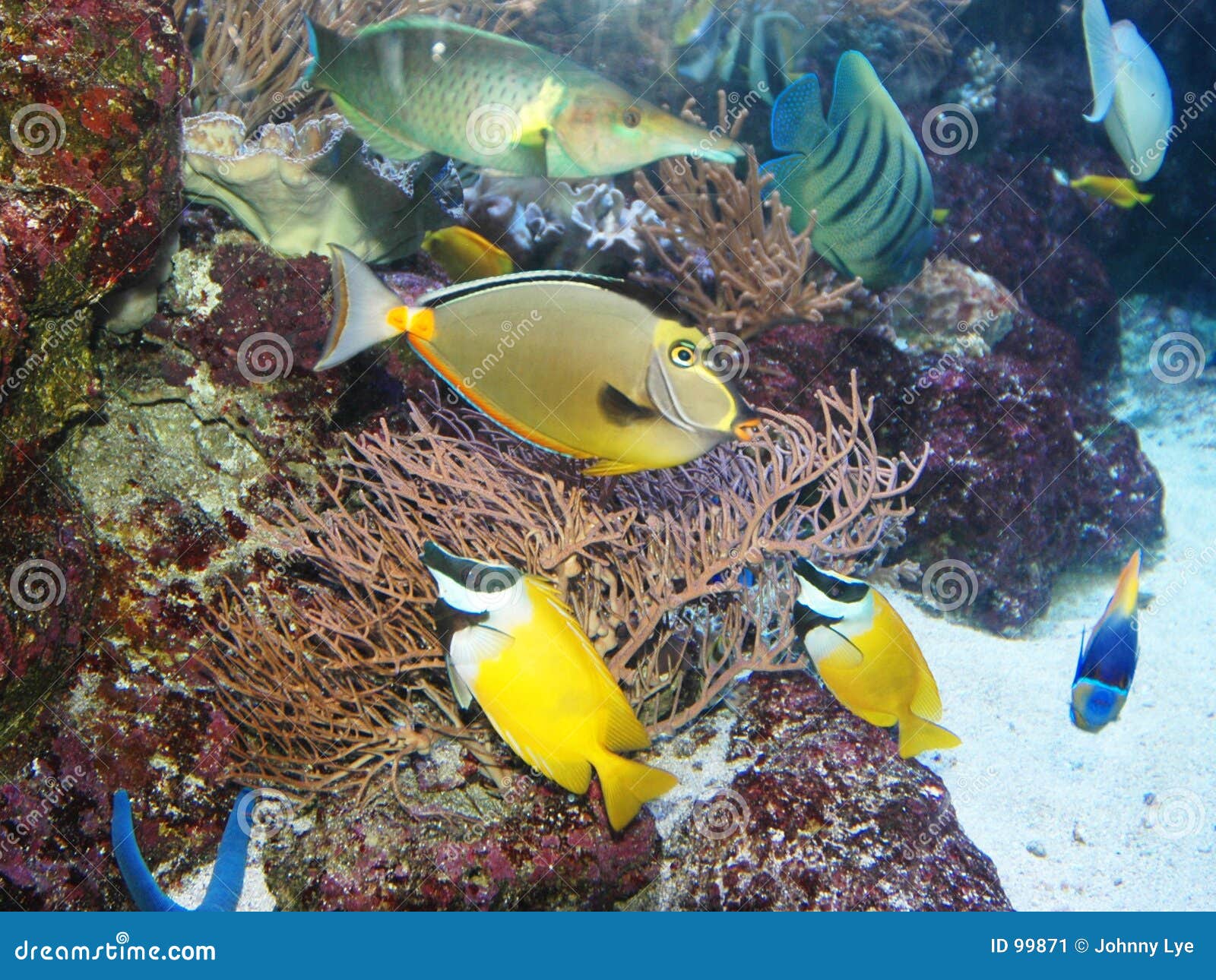 Marine Fish stock image. Image of scuba, aquarium, close - 99871