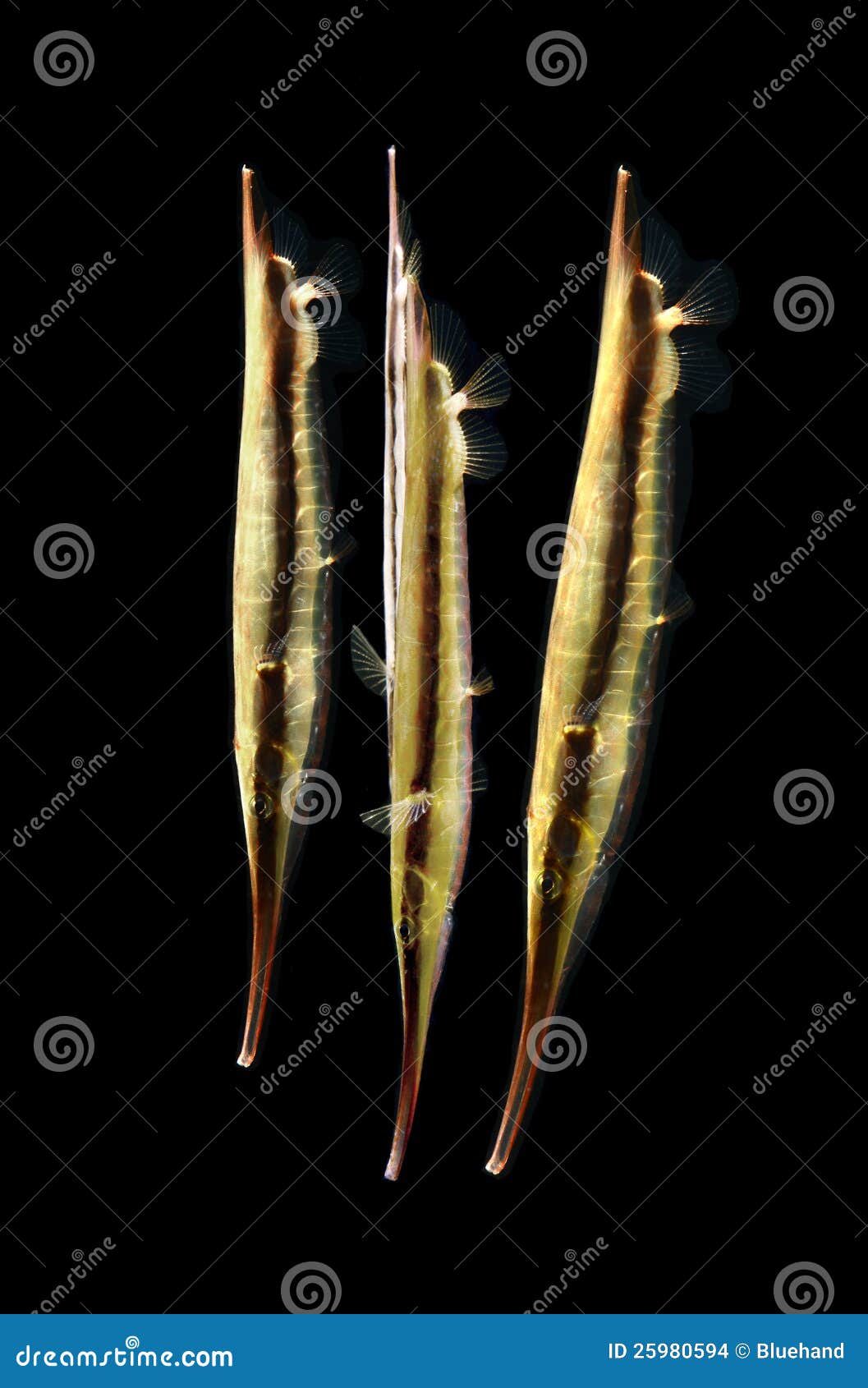 Marine Fish, Azorfish Isolated on Black Stock Photo - Image of reef ...