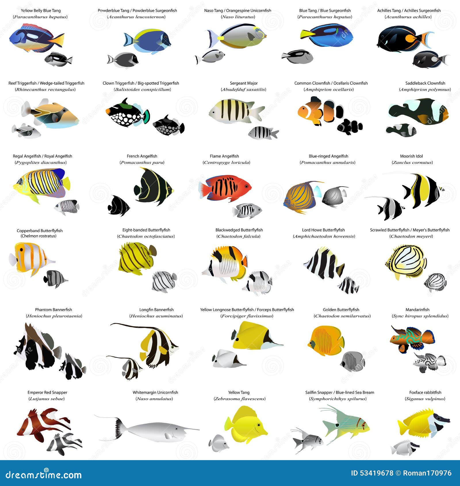 Marine fish stock vector. Illustration of species, marine - 53419678
