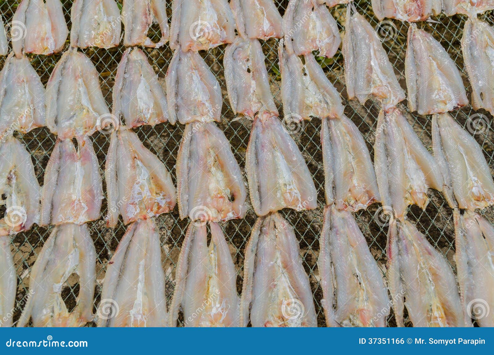 Marine Fish Drying by the Sunlight Stock Photo - Image of food, keeping ...