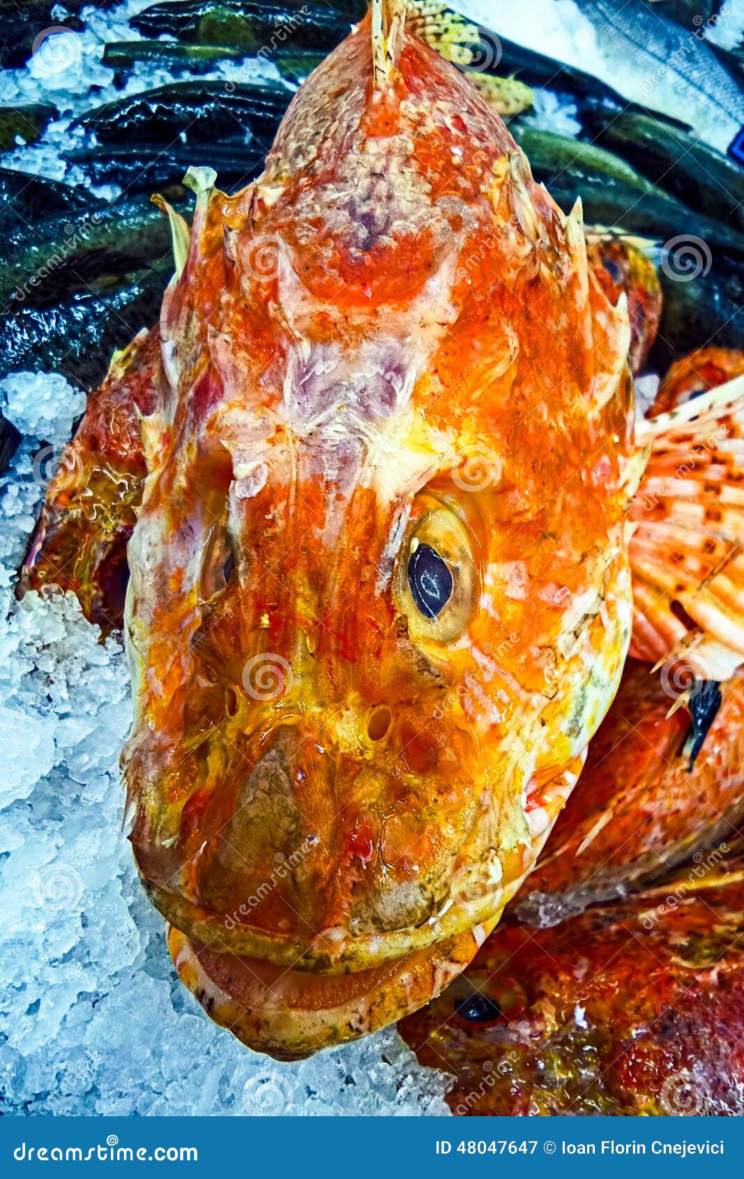 Marine Fish Exposed for Sale on Ice - 2 Stock Image - Image of meal ...