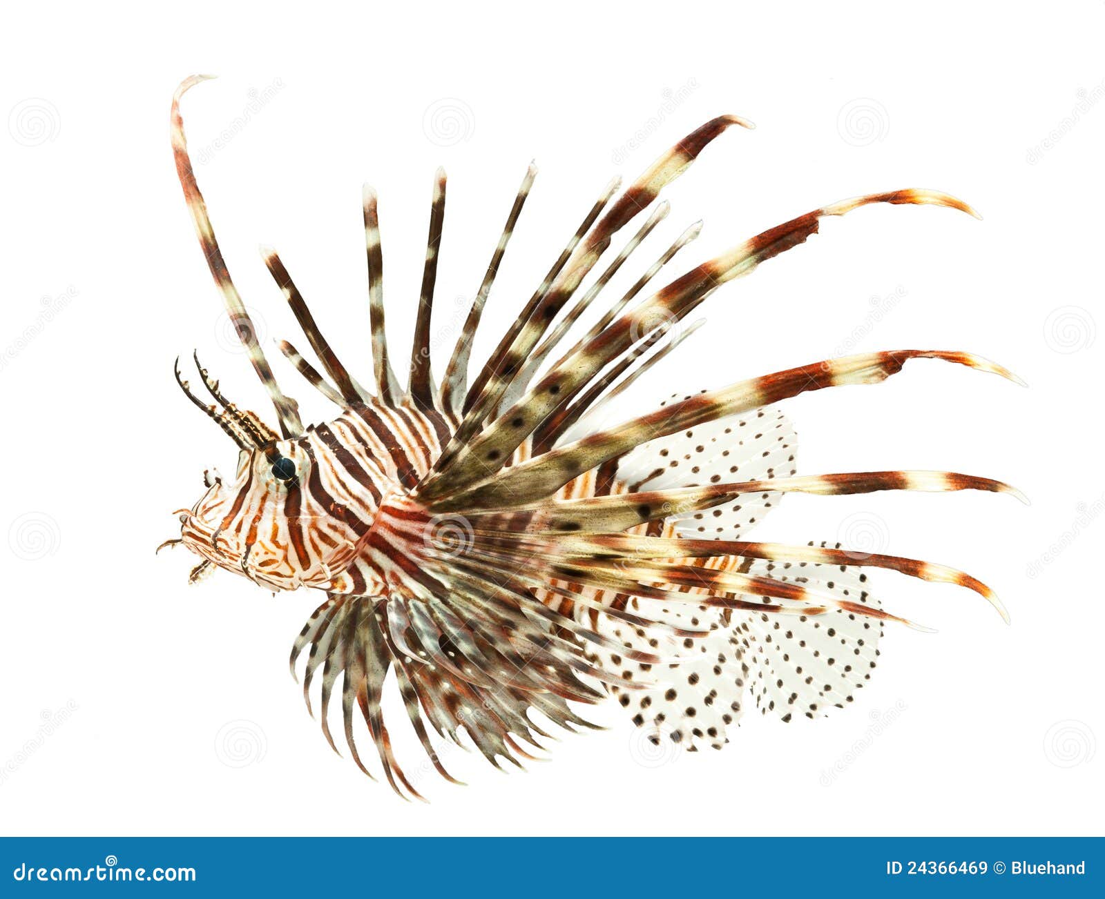 Lion Fish Stock Photo | CartoonDealer.com #7806360