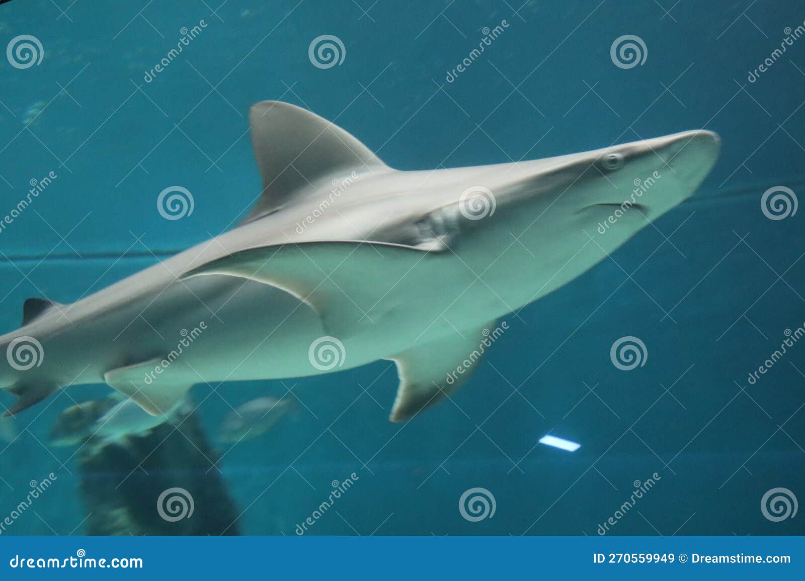 Marine Fish Shark Aquarium of Genoa- Editorial Stock Image - Image of ...